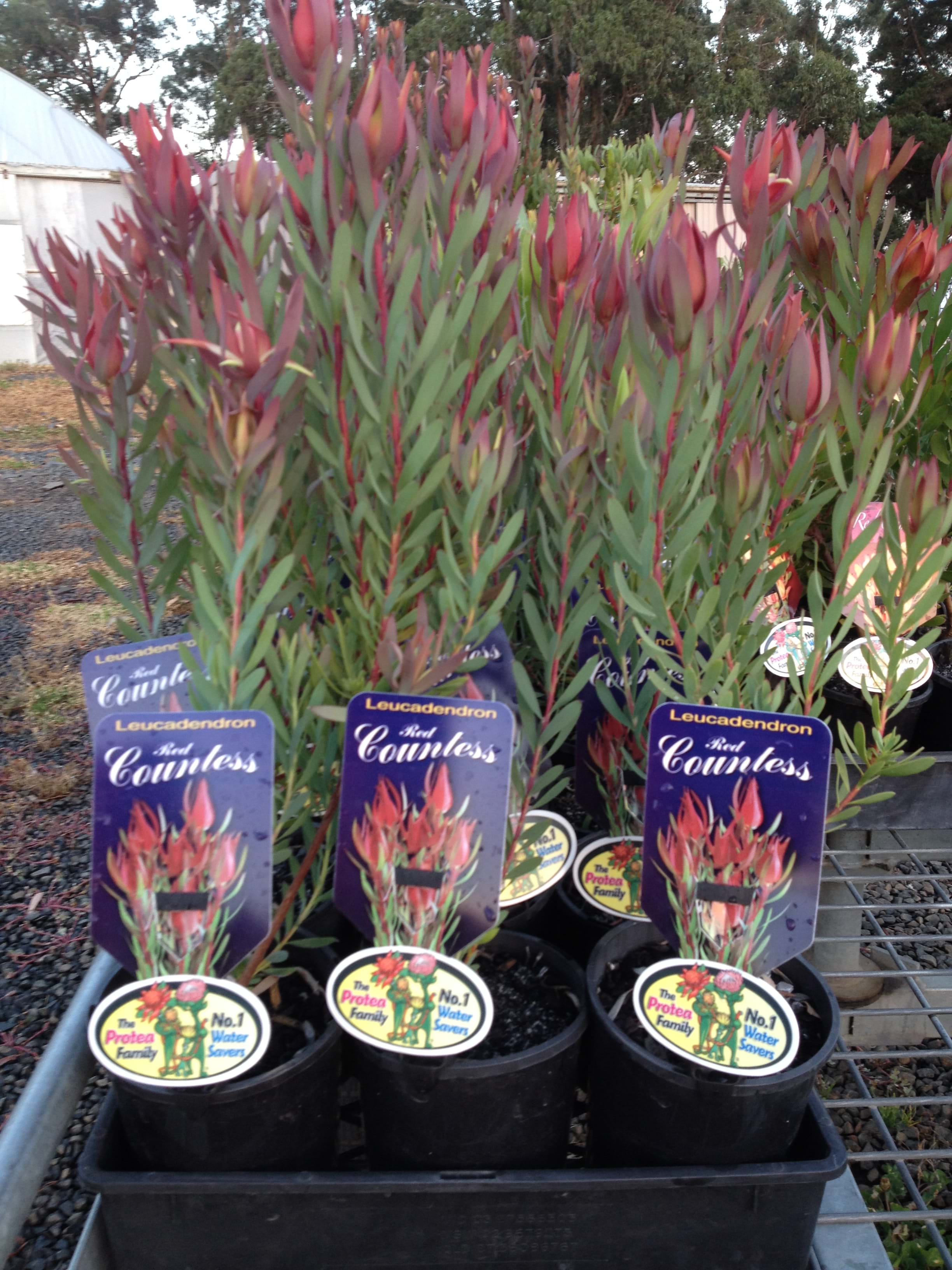 Leucadendron | Ausflora Pacific | Leucadendron Red Countess