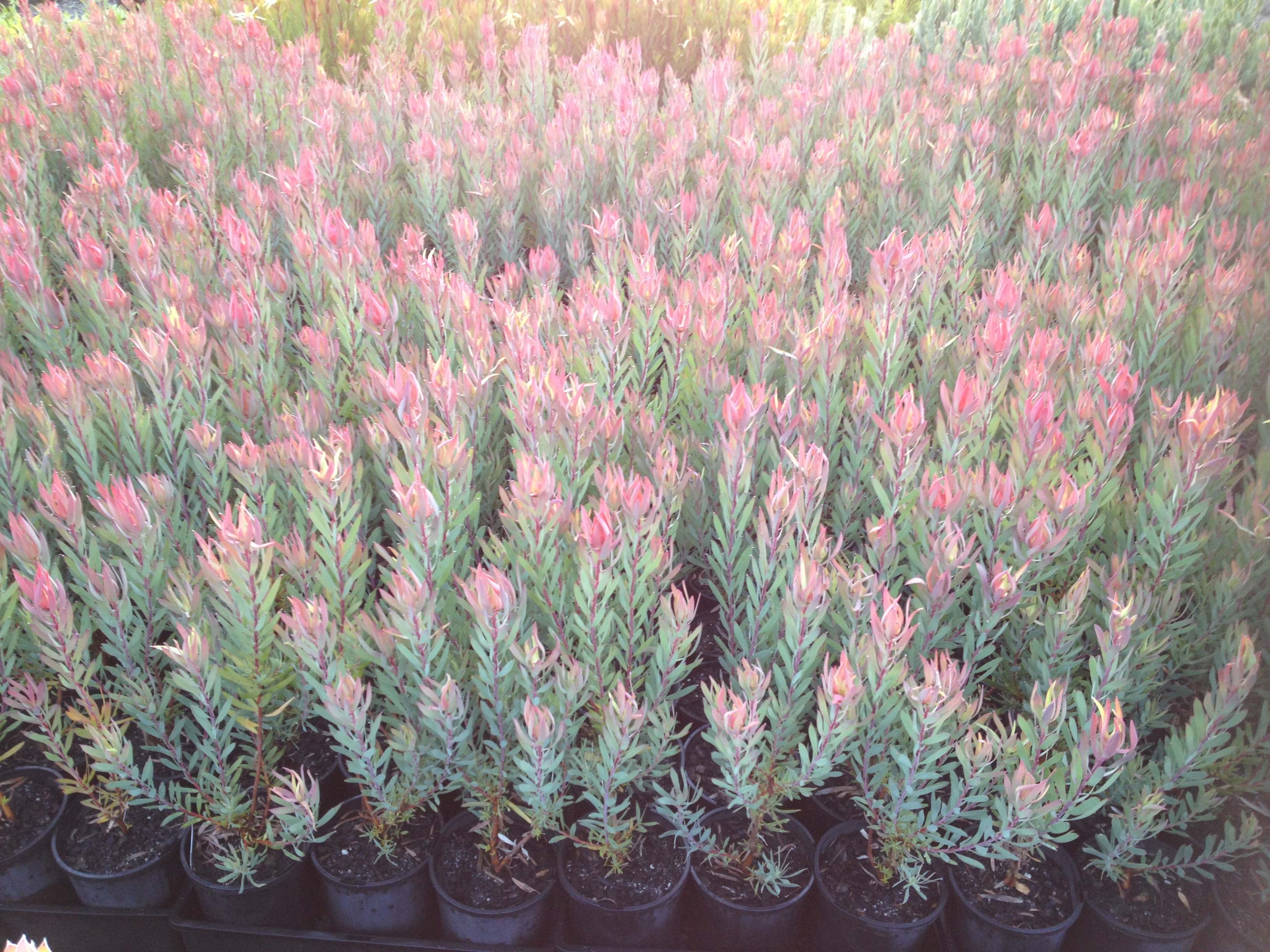 Leucadendron | Ausflora Pacific | Leucadendron Red Countess