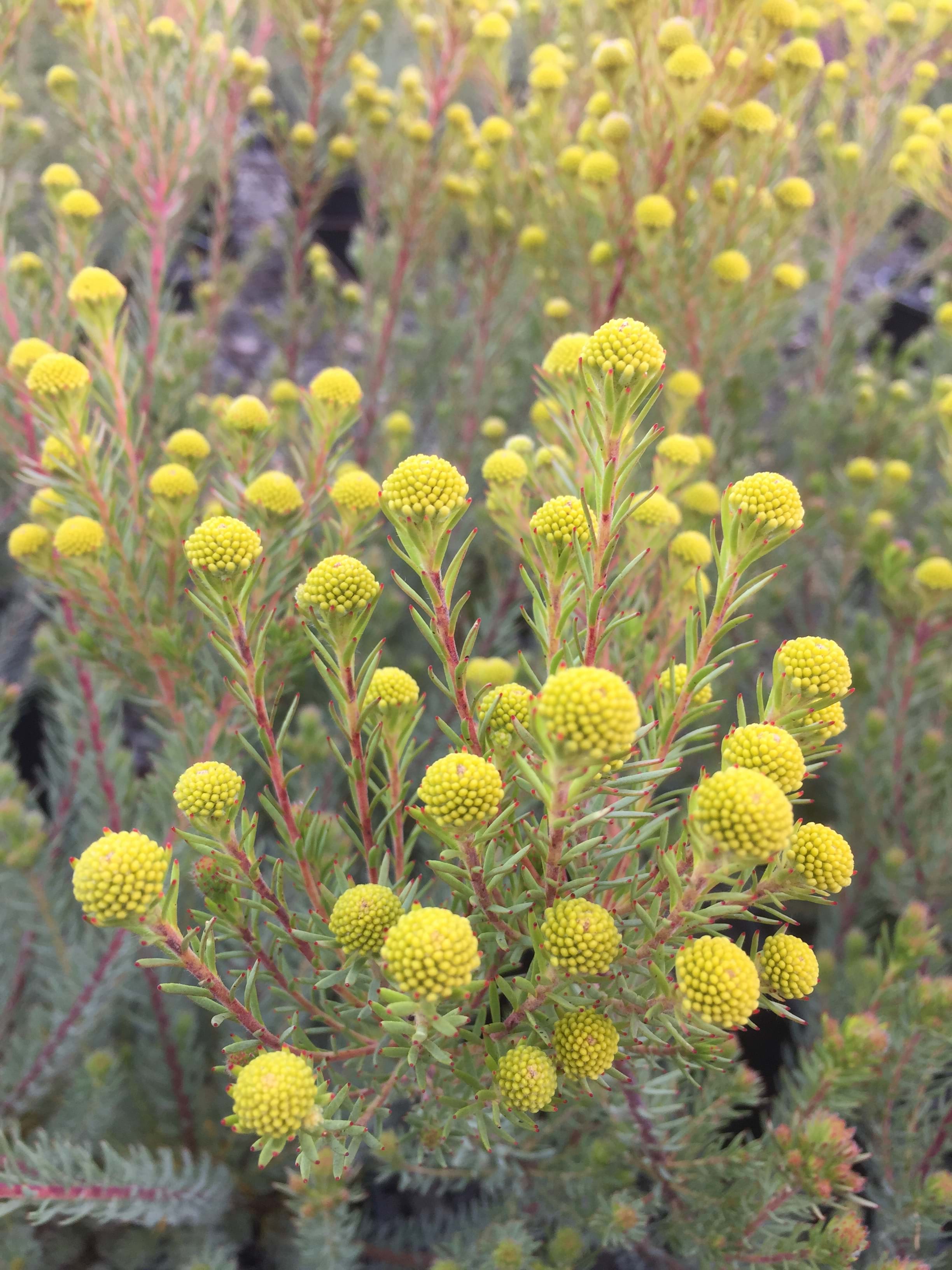 Leucadendron 'Golden Fireworks'