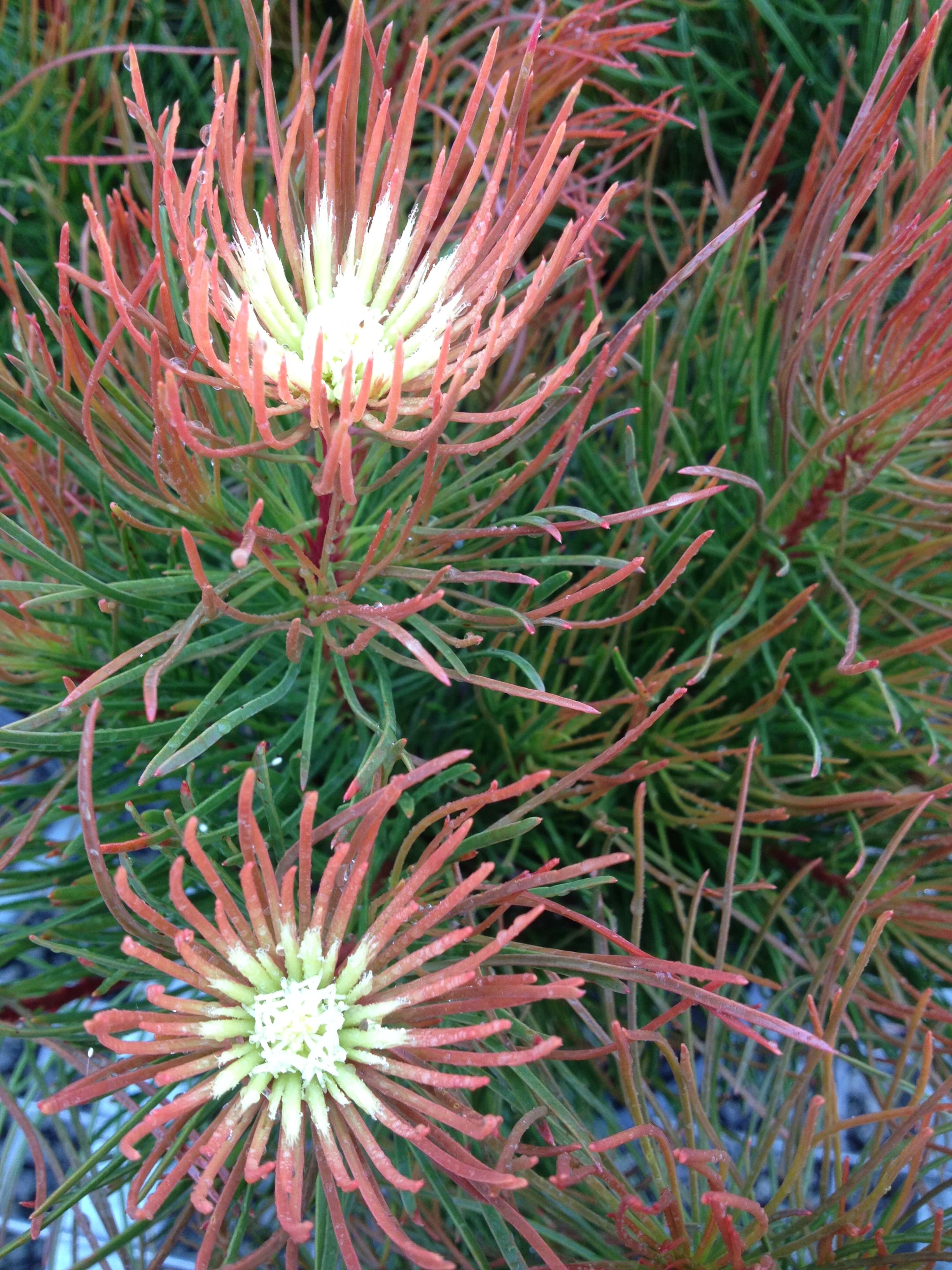 Plants | Ausflora Pacific | Aulax Bronze Haze