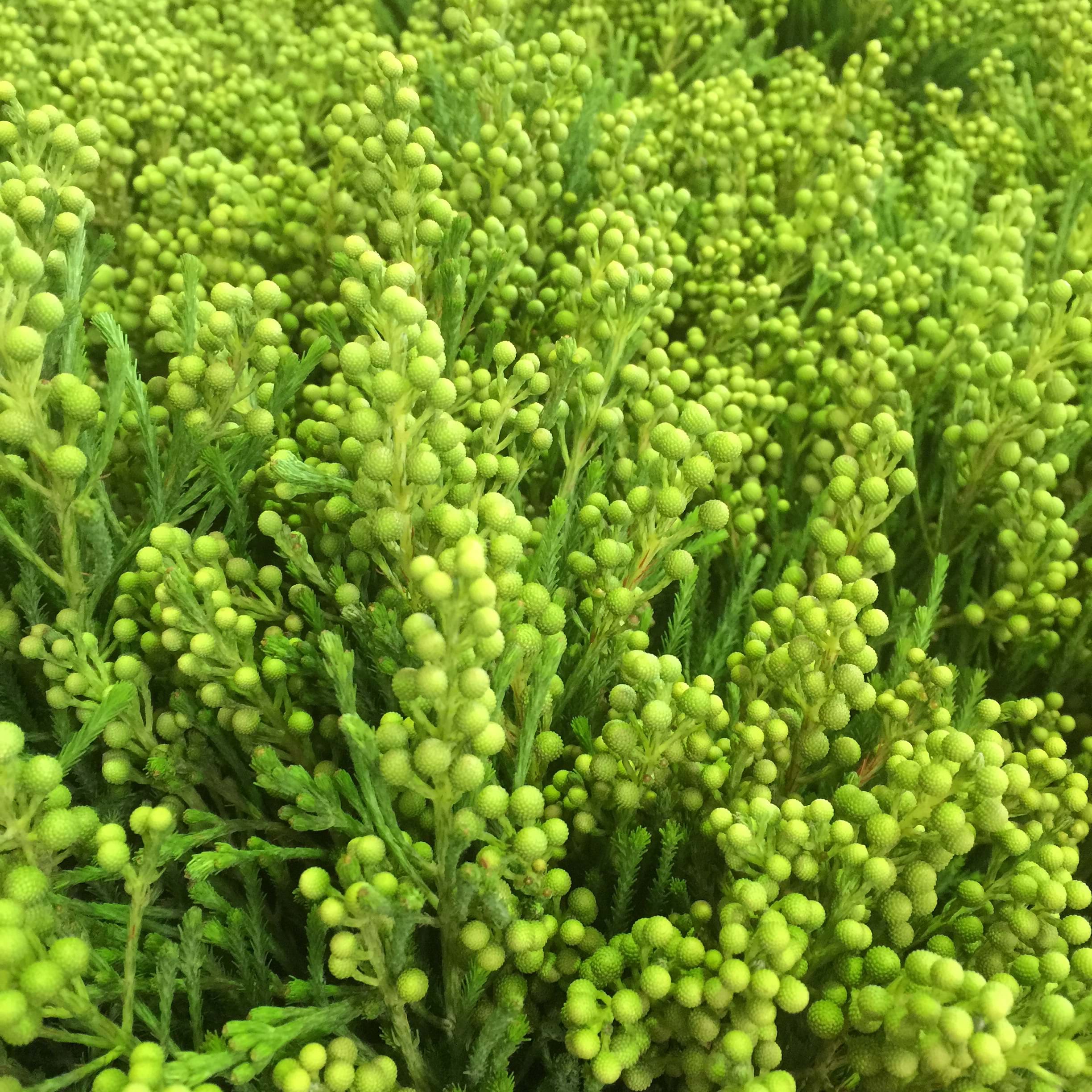 Plants | Ausflora Pacific | Berzelia lanuginosa