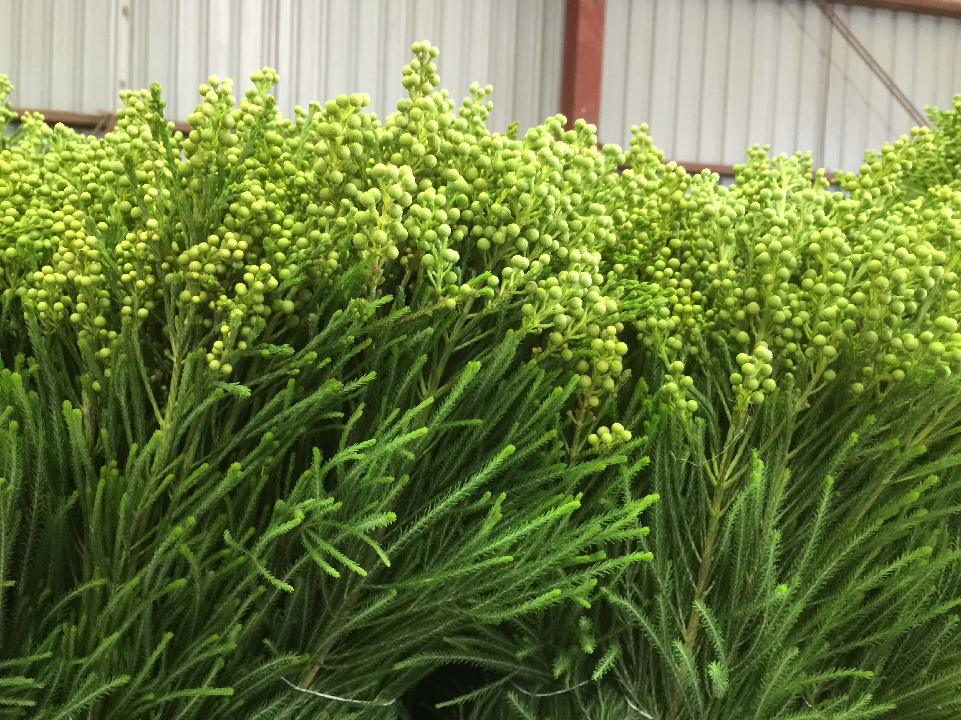 Plants | Ausflora Pacific | Berzelia lanuginosa