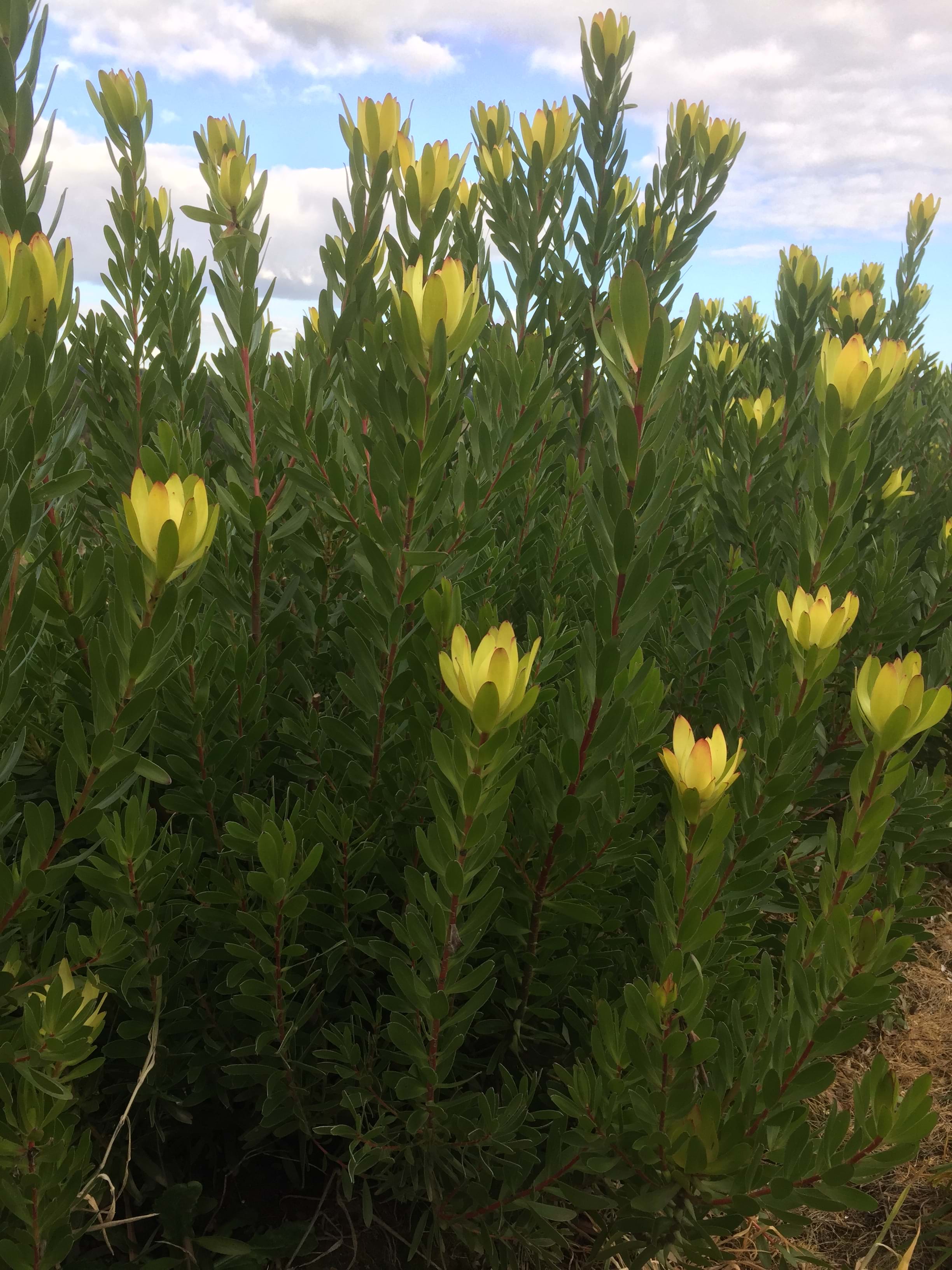 Leucadendron | Ausflora Pacific | Leucadendron Safari Gold Strike