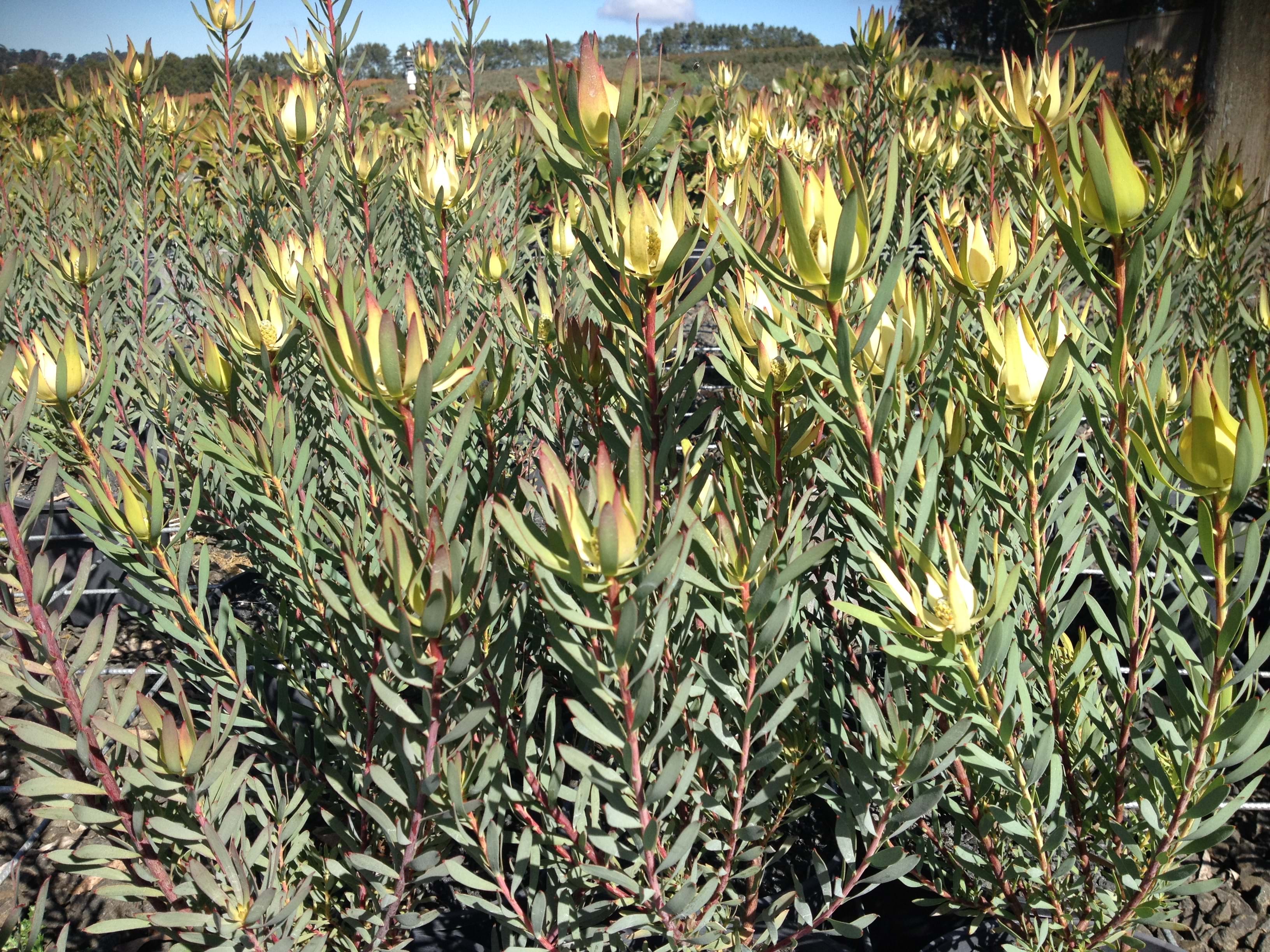 Leucadendron | Ausflora Pacific | Leucadendron Oriental Blush