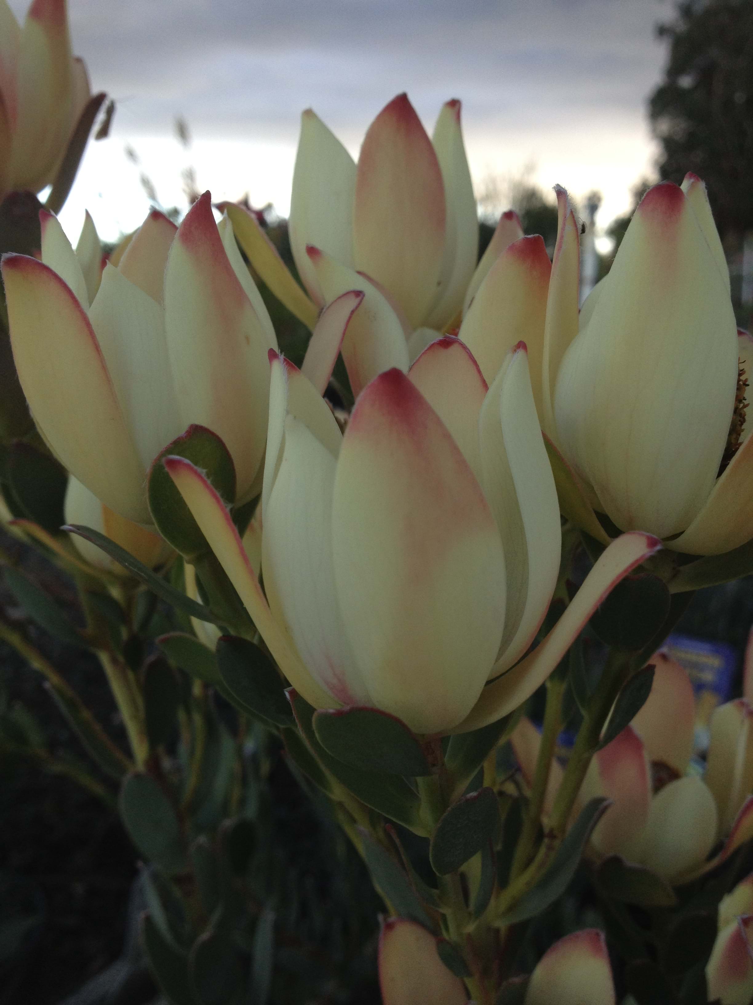 Leucadendron | Ausflora Pacific | Leucadendron Lemon Spice