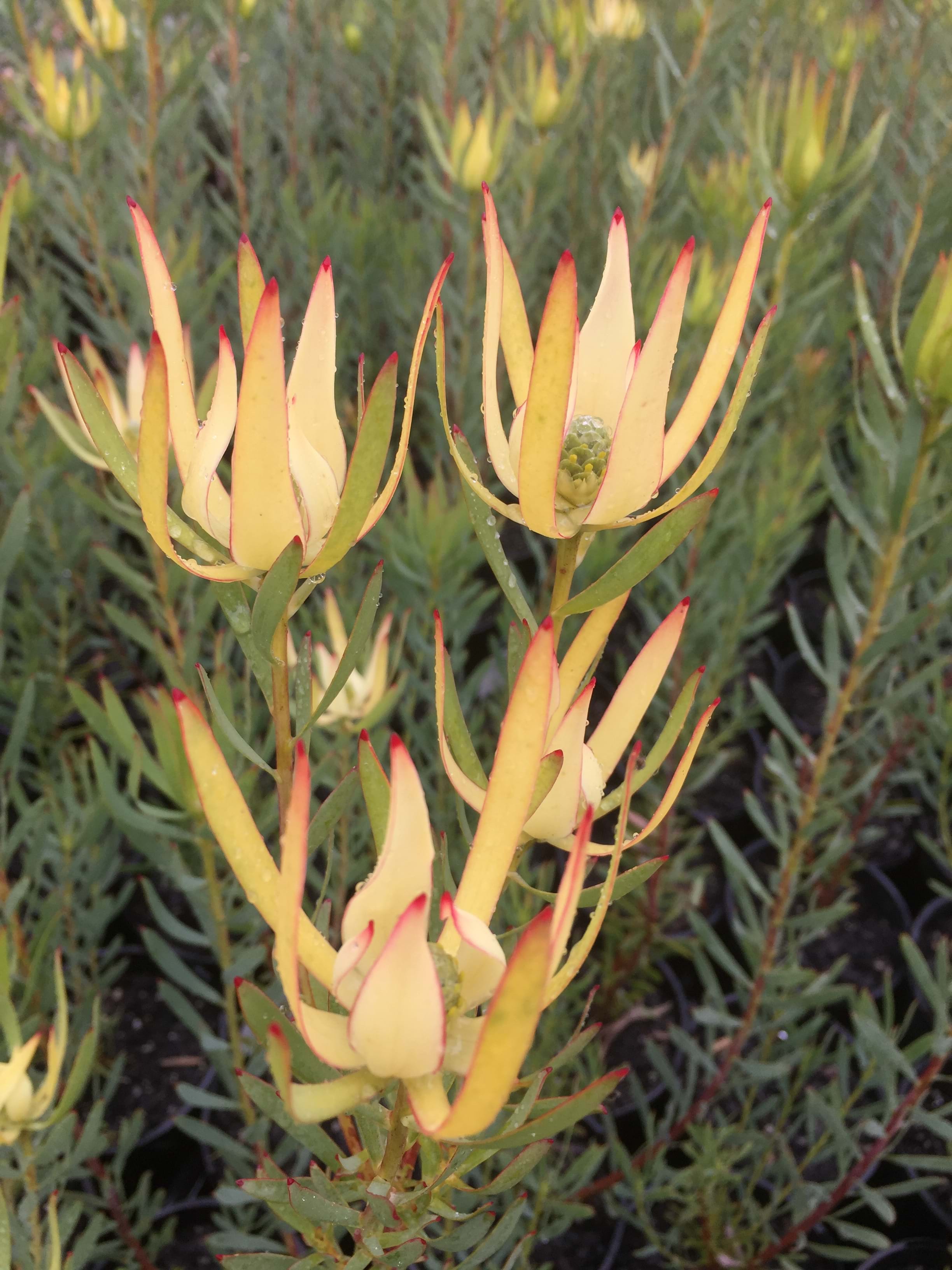 Leucadendron | Ausflora Pacific | Leucadendron Oriental Blush