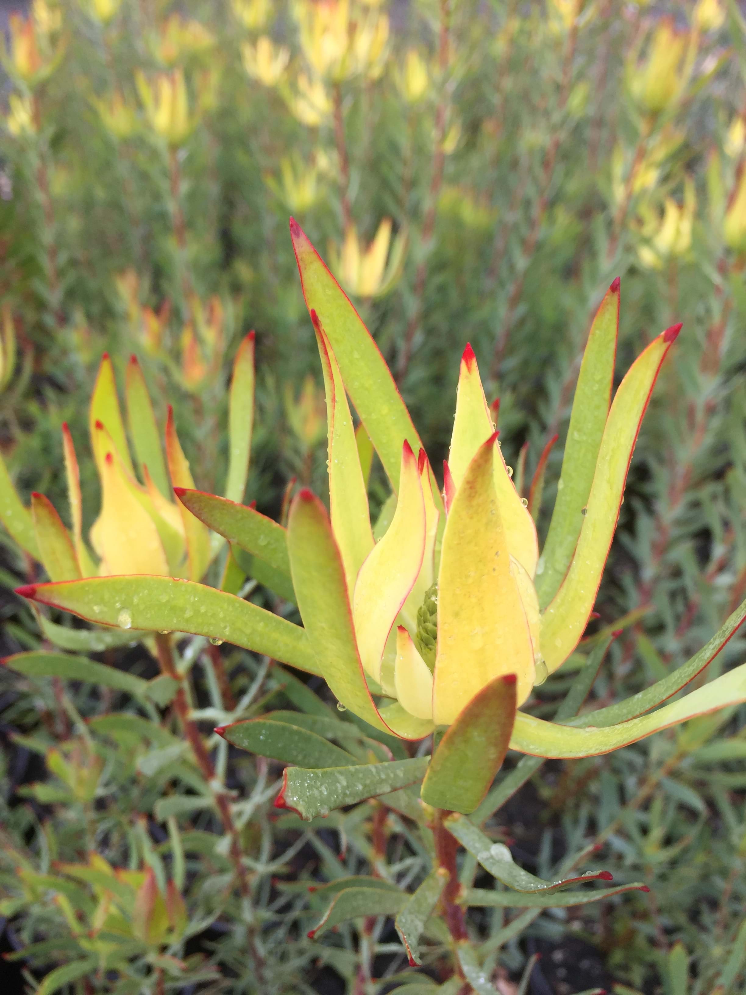 Leucadendron | Ausflora Pacific | Leucadendron Oriental Blush