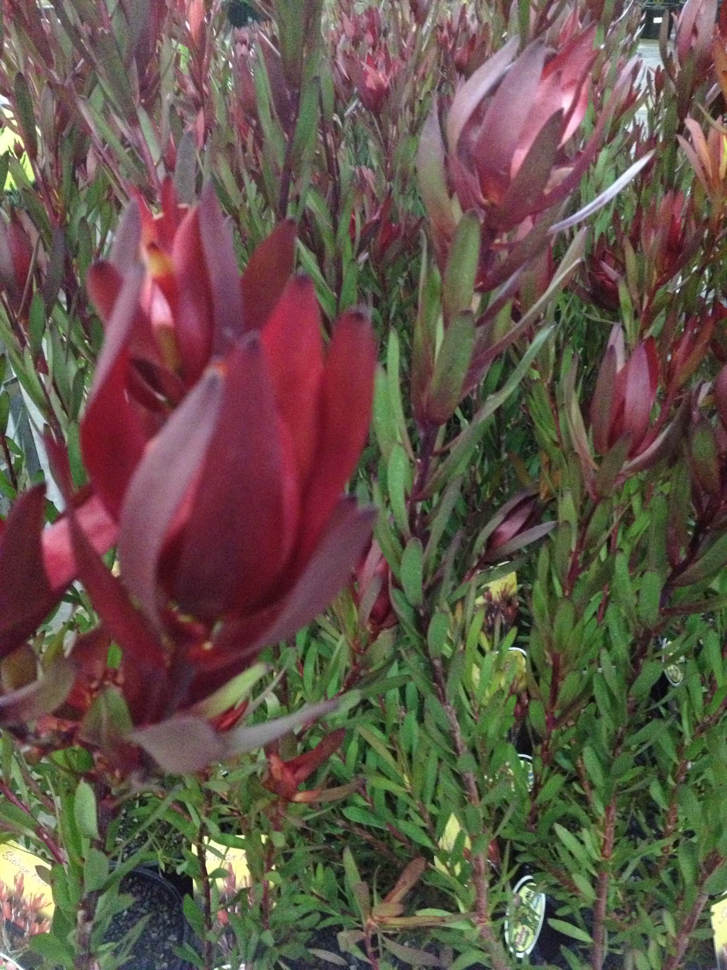 Leucadendron | Ausflora Pacific | Leucadendron Silvan Red