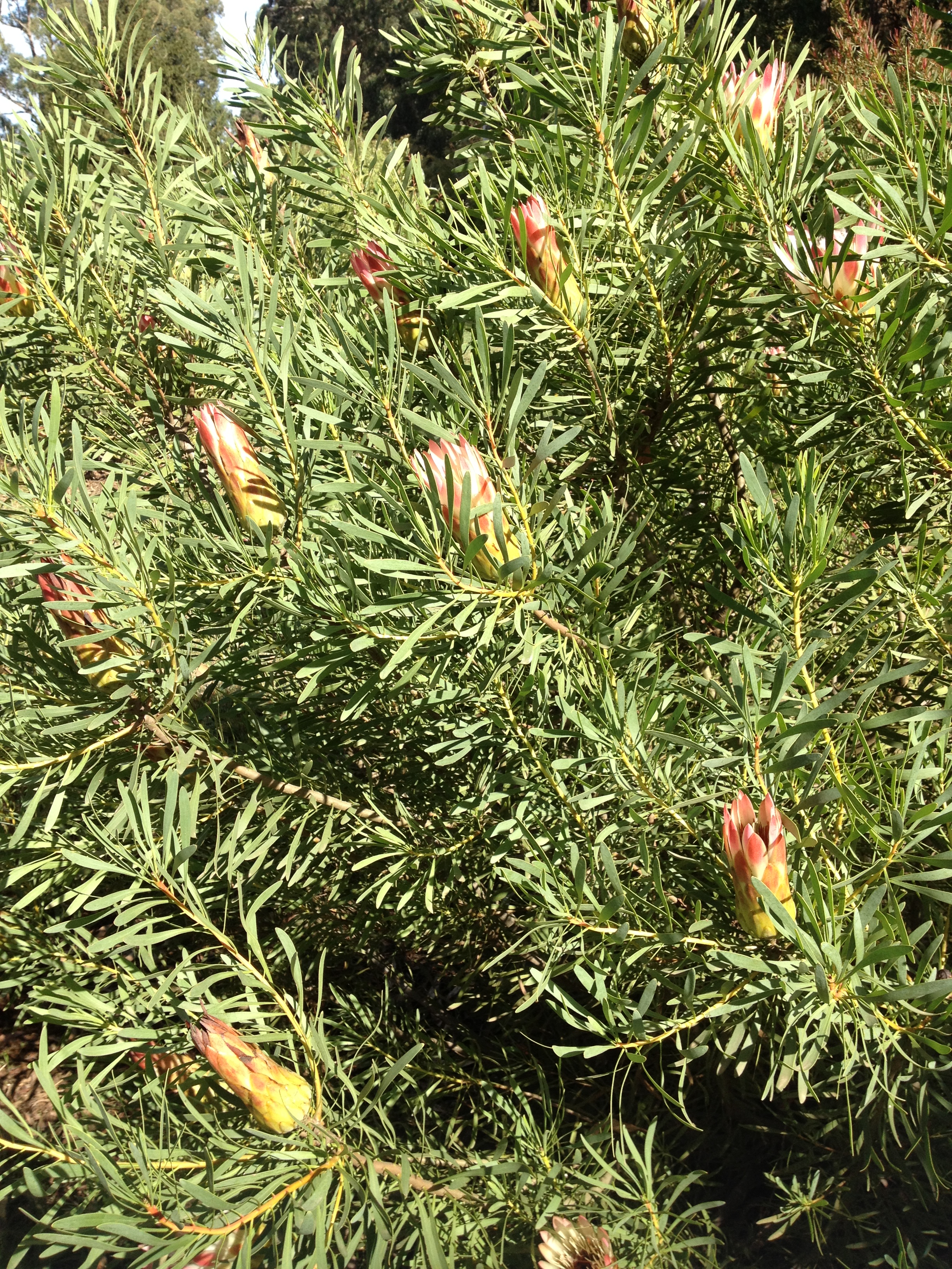 Protea Plants | Ausflora Pacific | Protea Red Repens | Suikerbossie ...