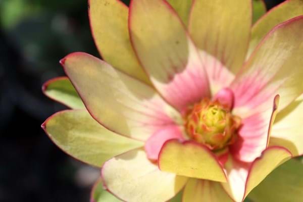 Leucadendron | Ausflora Pacific | Leucadendron Summer Sun