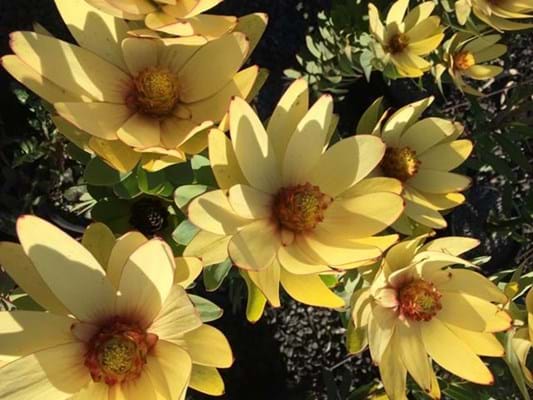 Leucadendron | Ausflora Pacific | Leucadendron Summer Sun