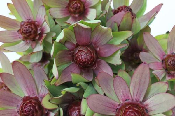 Leucadendron | Ausflora Pacific | Leucadendron Summer Sun