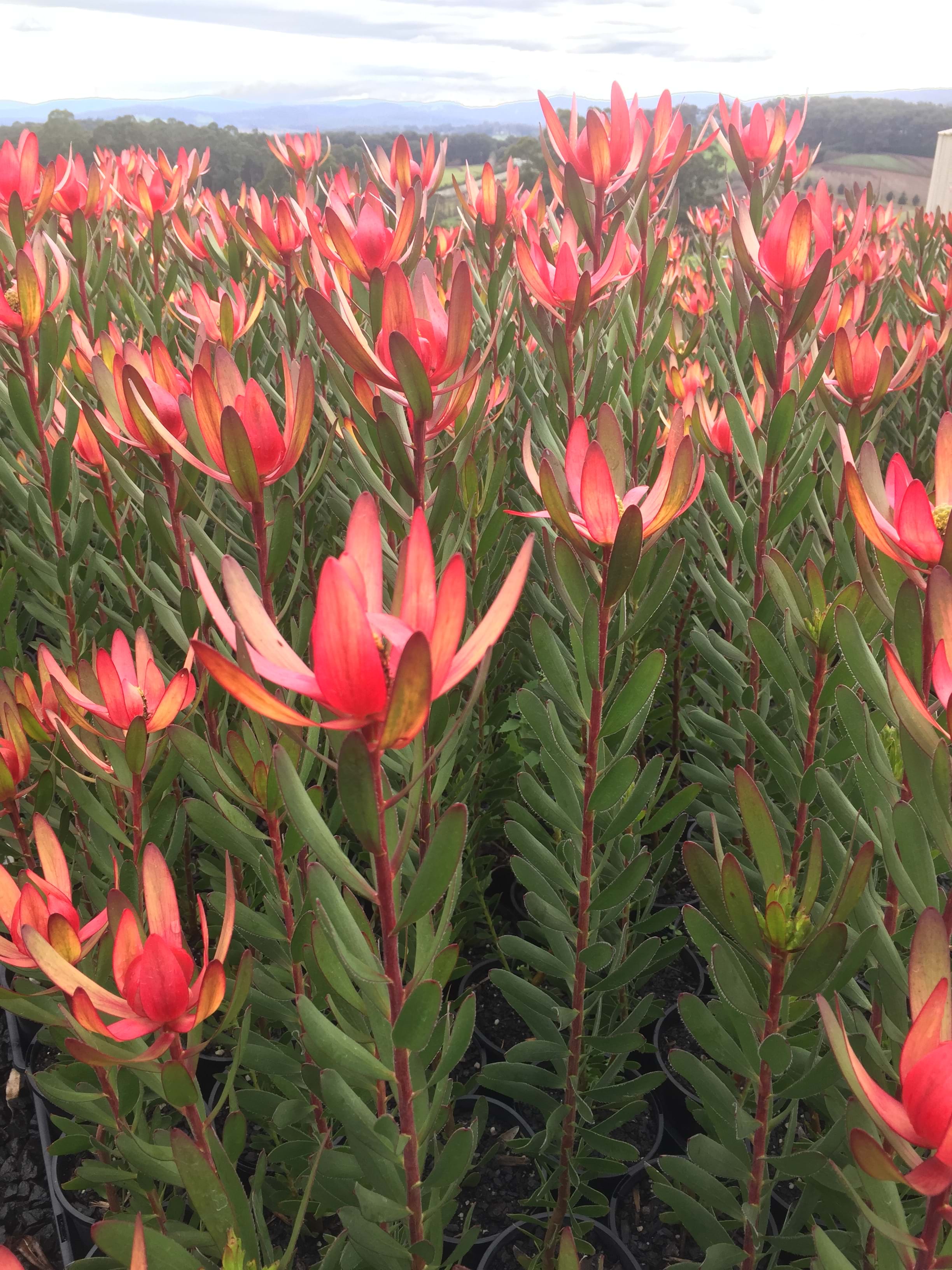 Leucadendron | Ausflora Pacific | Leucadendron Safari Sunset