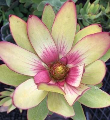 Leucadendron | Ausflora Pacific | Leucadendron Summer Sun