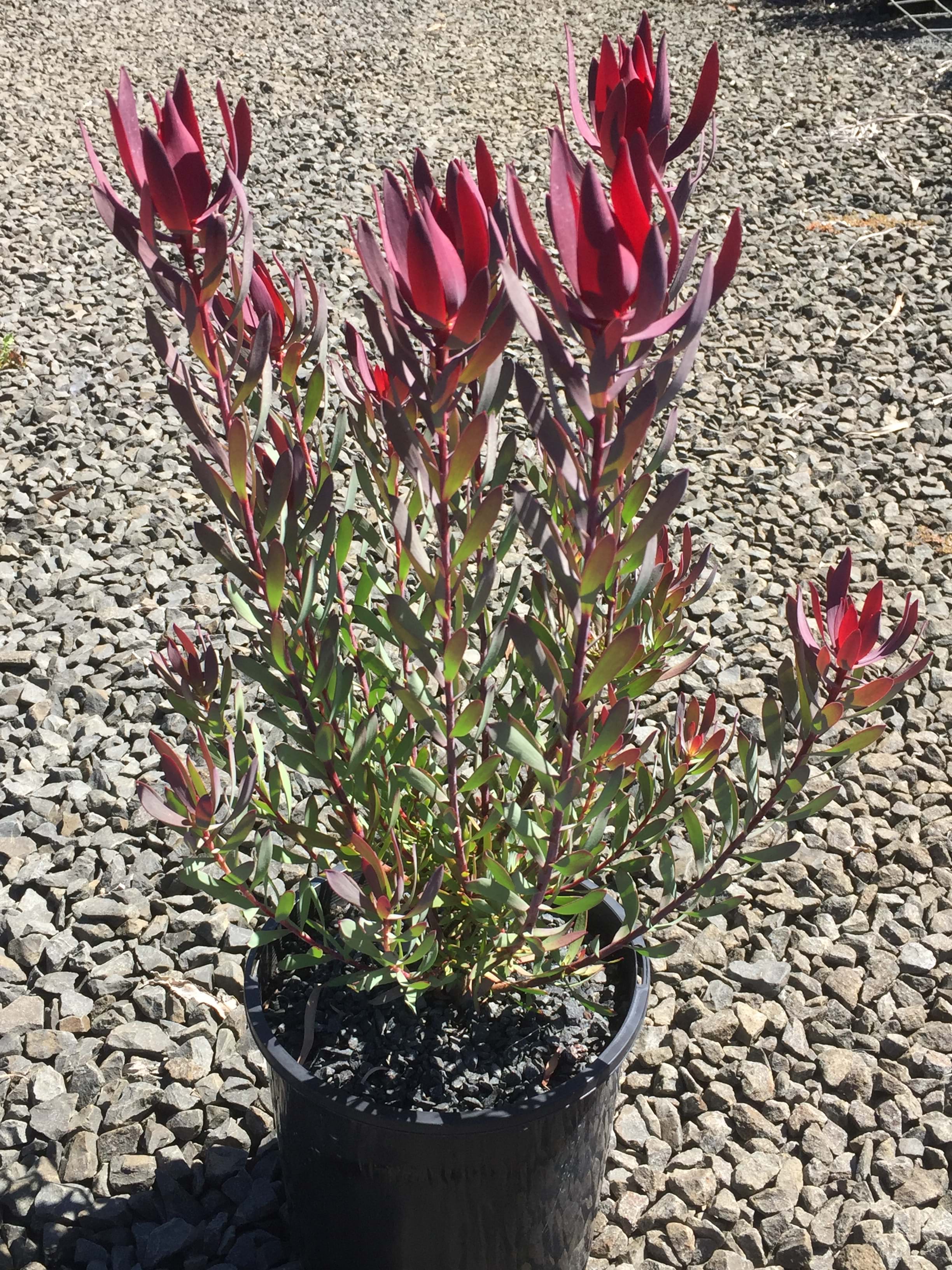 Leucadendron | Ausflora Pacific | Leucadendron Misty Sunrise