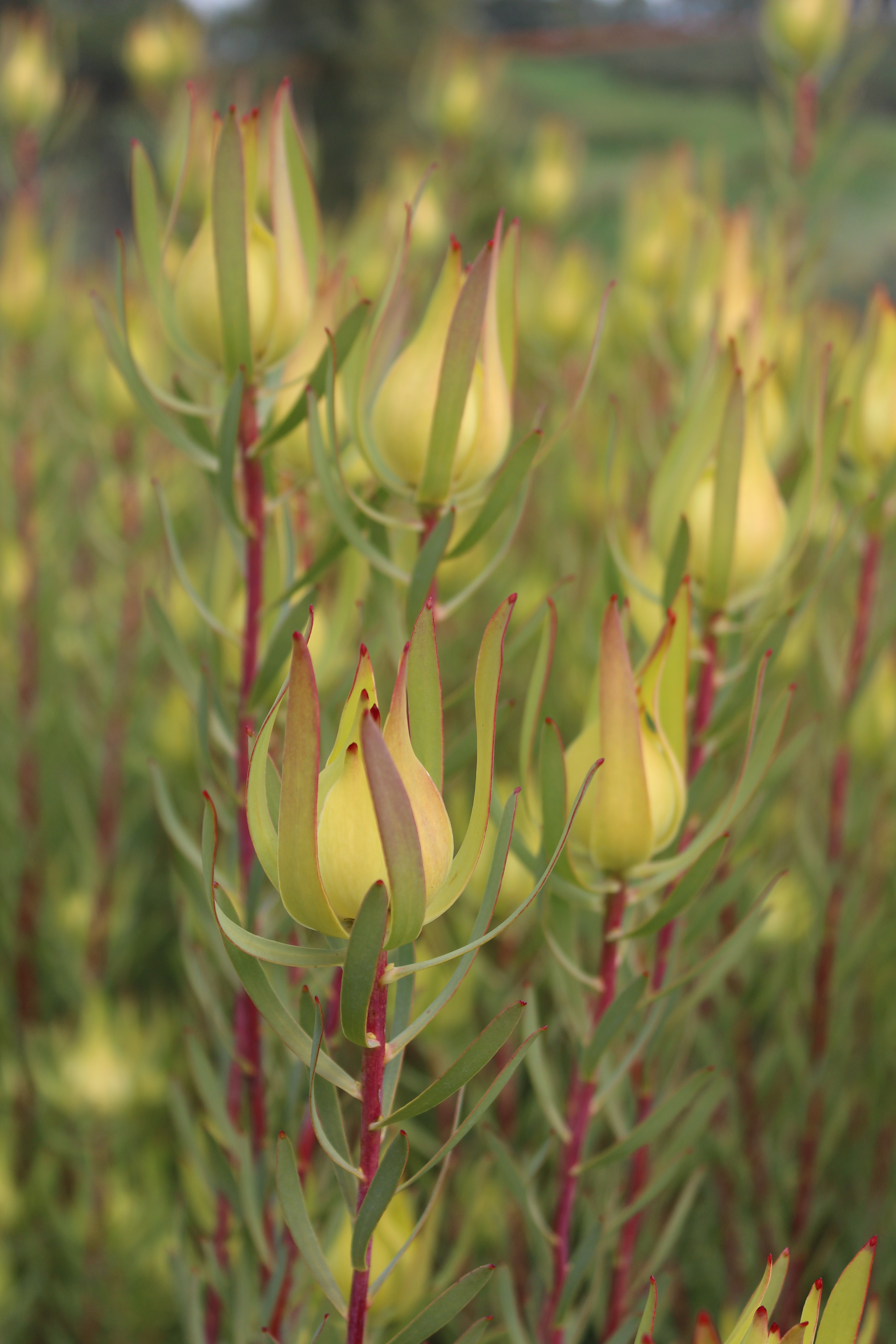 Leucadendron | Ausflora Pacific | Leucadendron Oriental Blush