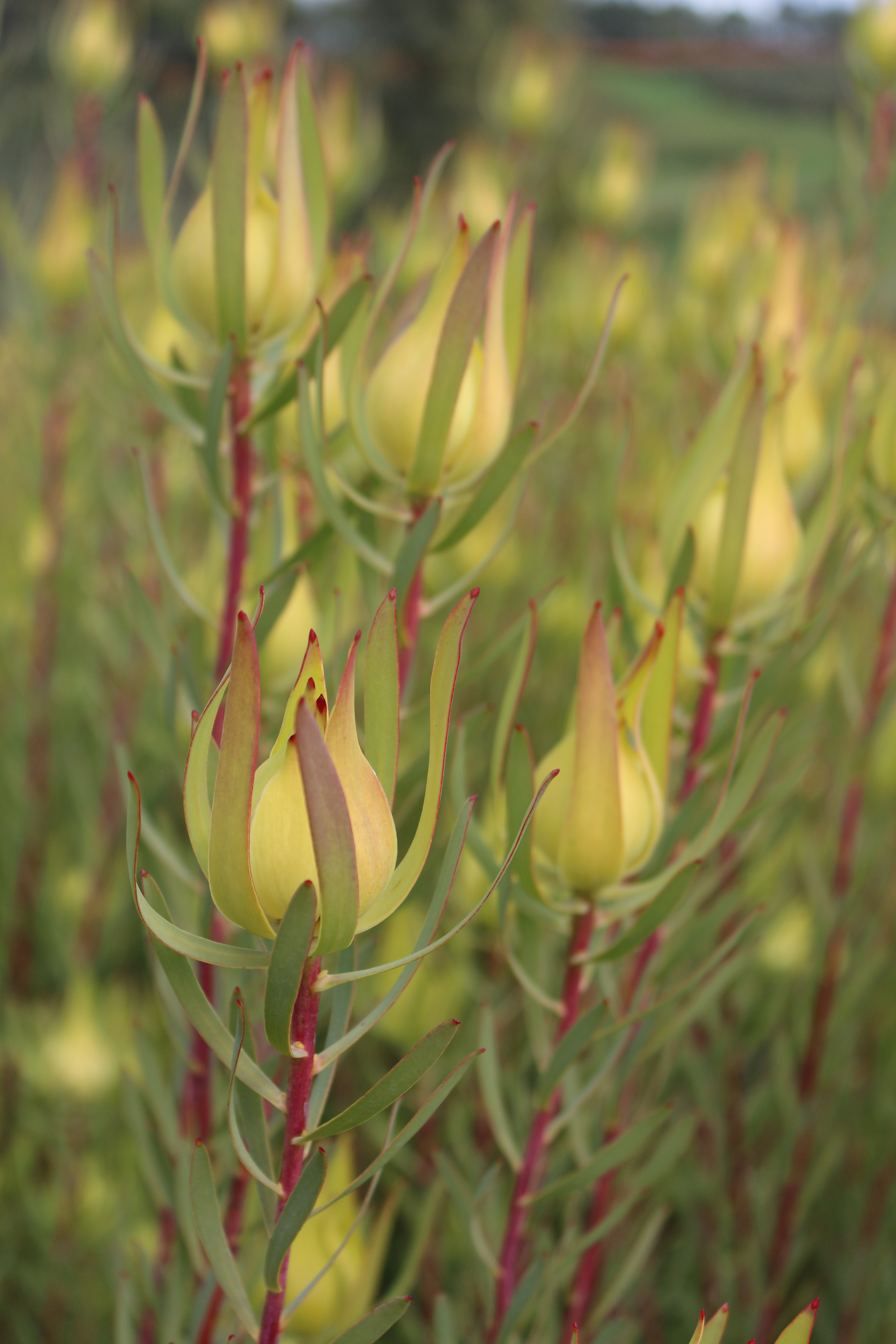 Leucadendron | Ausflora Pacific | Leucadendron Oriental Blush