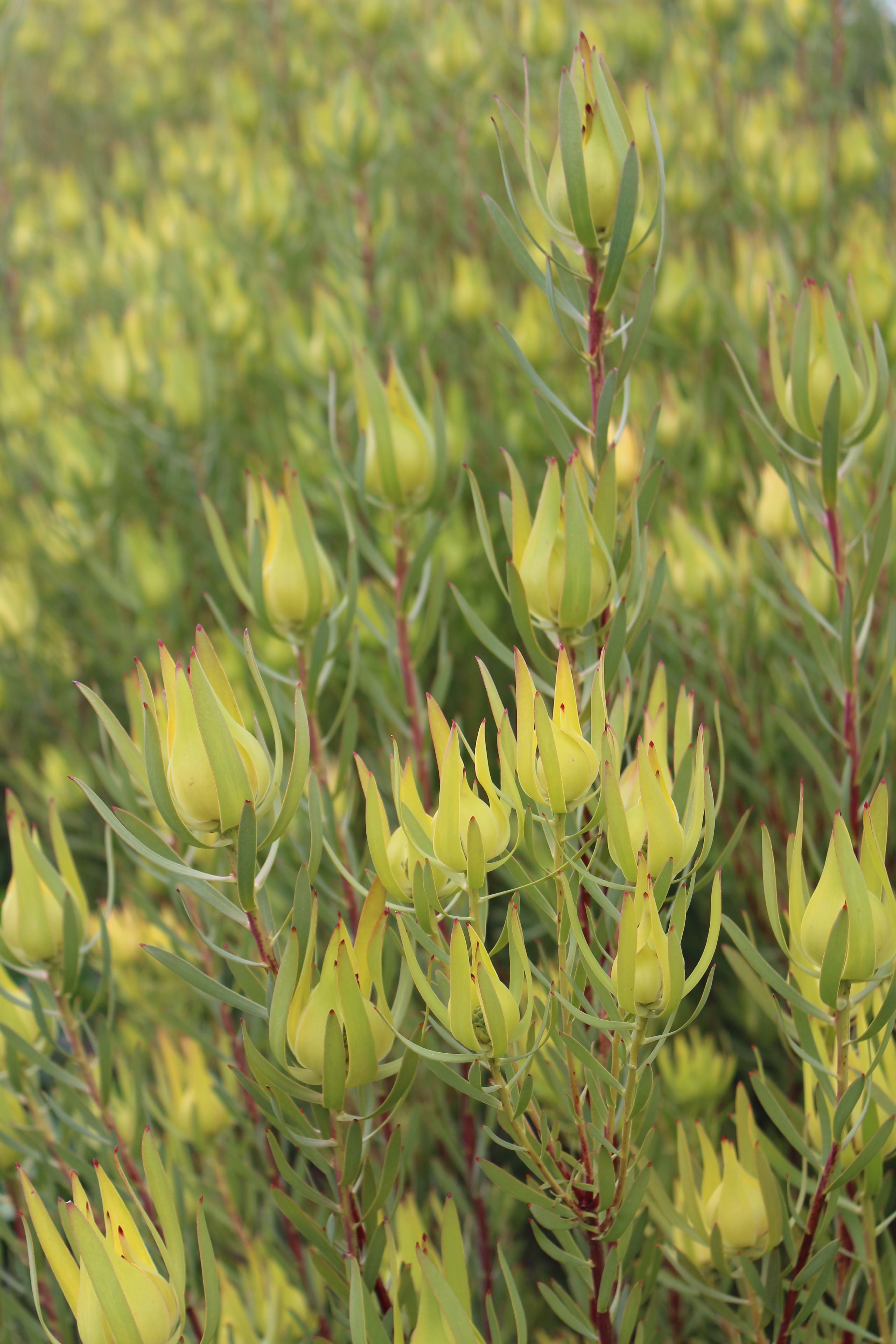 Leucadendron | Ausflora Pacific | Leucadendron Oriental Blush