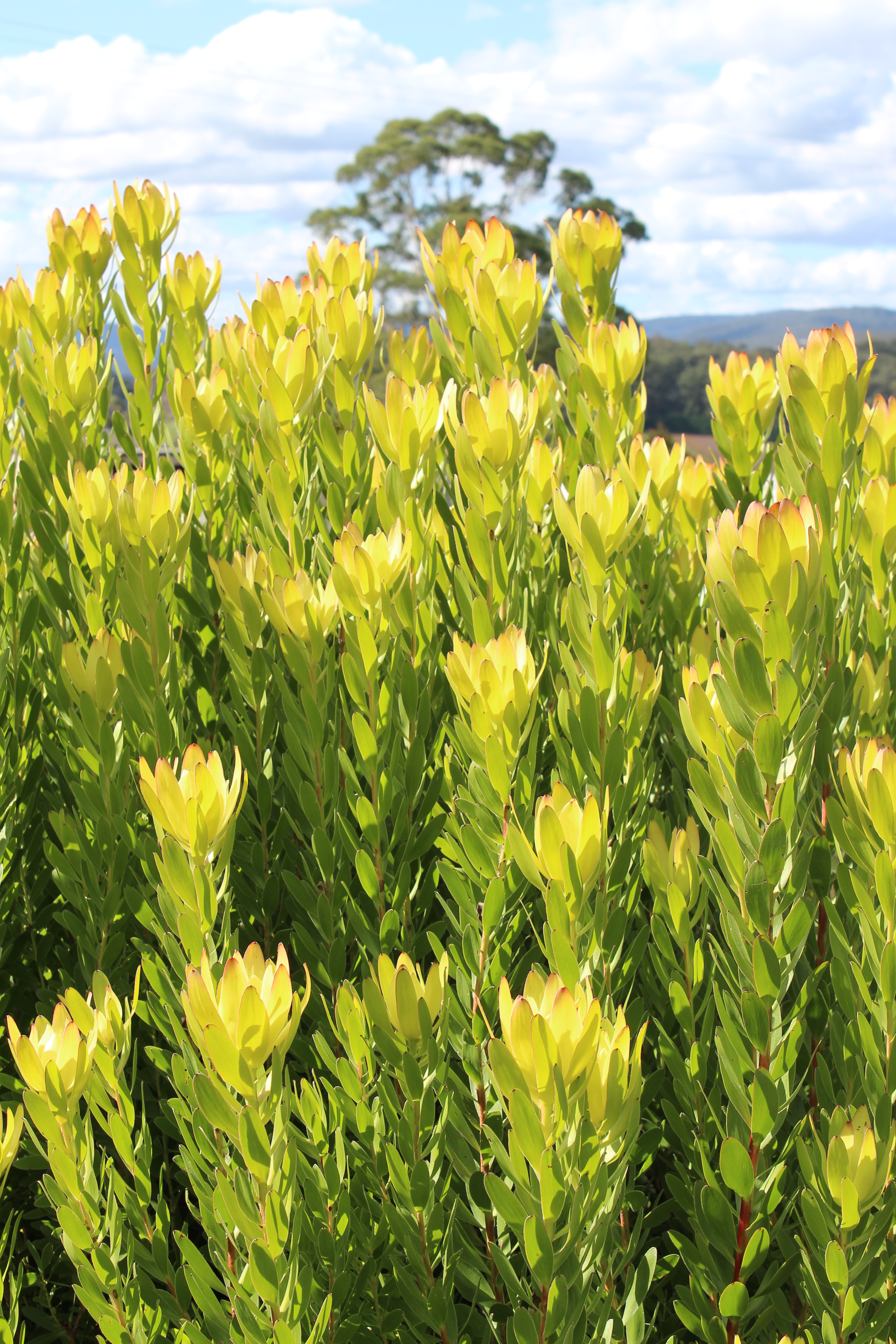 Leucadendron | Ausflora Pacific | Leucadendron Safari Gold Strike