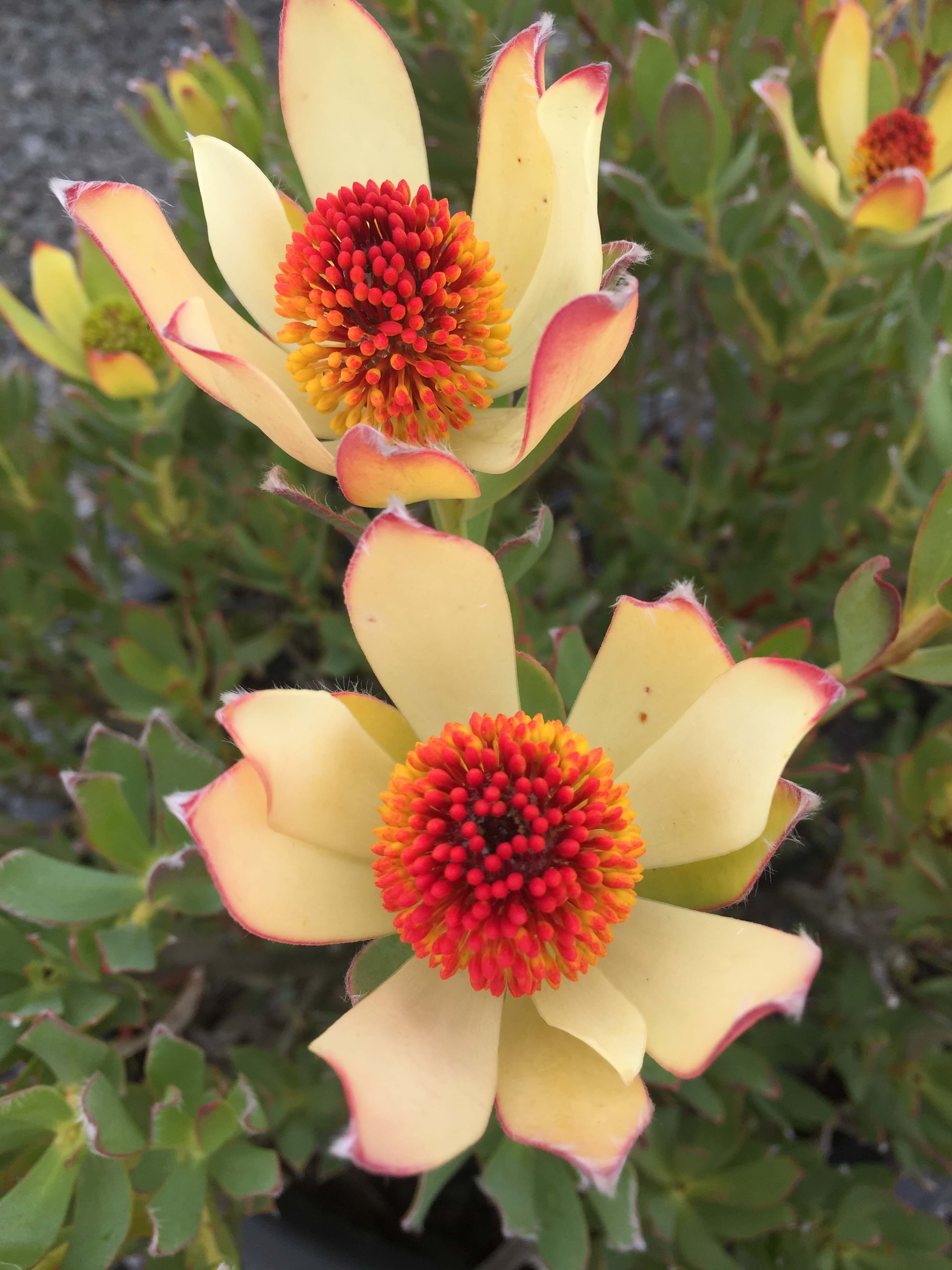 Leucadendron | Ausflora Pacific | Leucadendron discolor male