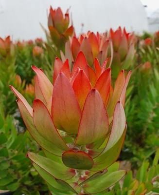 Leucadendron | Ausflora Pacific | Leucadendron Summer Sun
