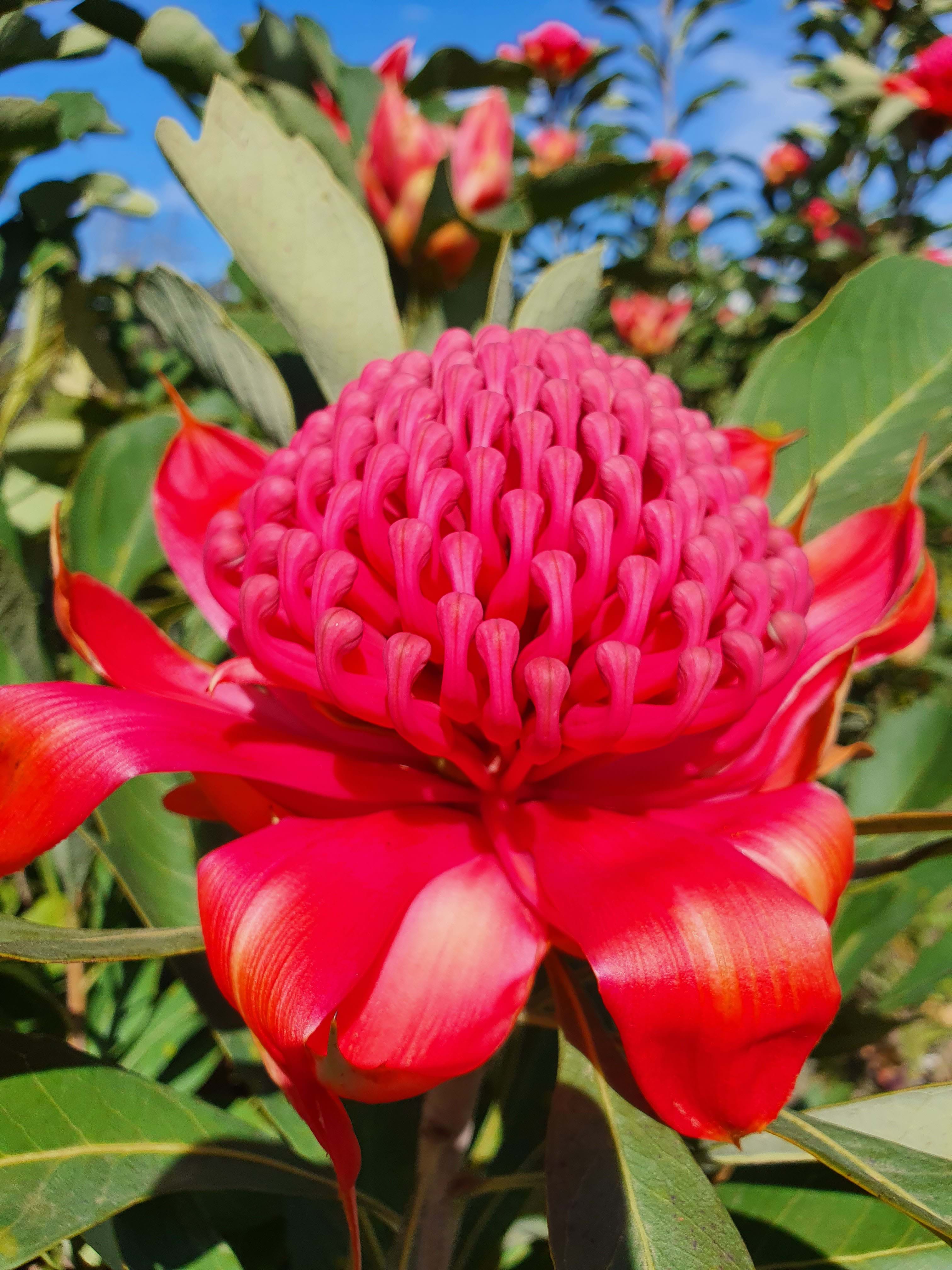 Proteaceae Plants | Waratah | Ausflora Pacific | Telopea Gembrook ...
