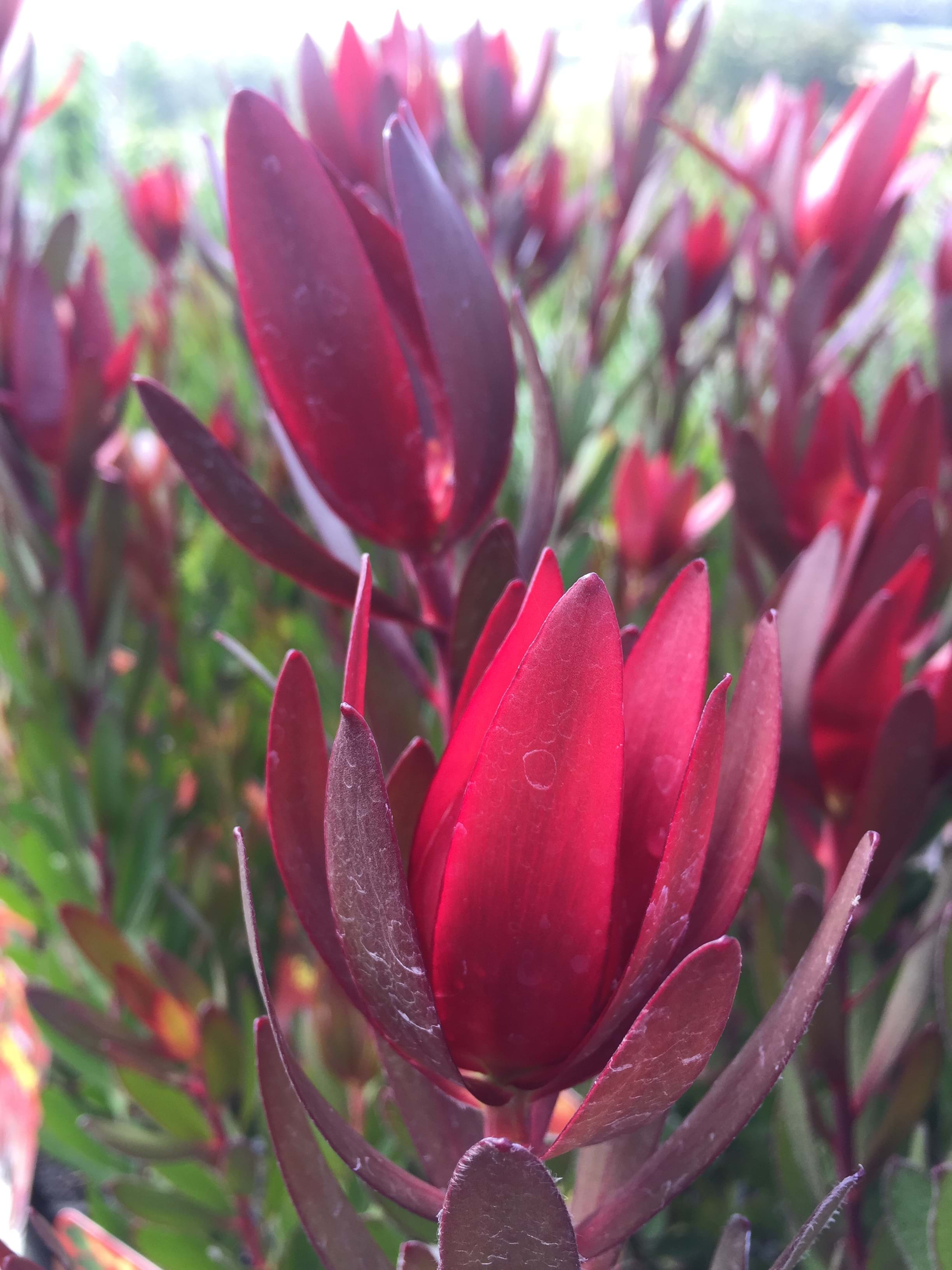 Leucadendron | Ausflora Pacific | Leucadendron Silvan Red
