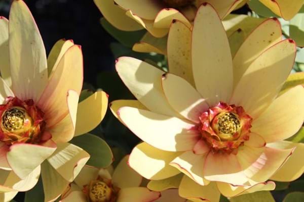 Leucadendron | Ausflora Pacific | Leucadendron Summer Sun