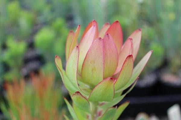 Leucadendron | Ausflora Pacific | Leucadendron Summer Sun