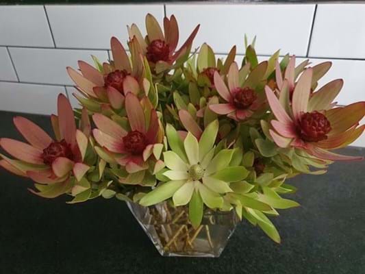 Leucadendron | Ausflora Pacific | Leucadendron Summer Sun