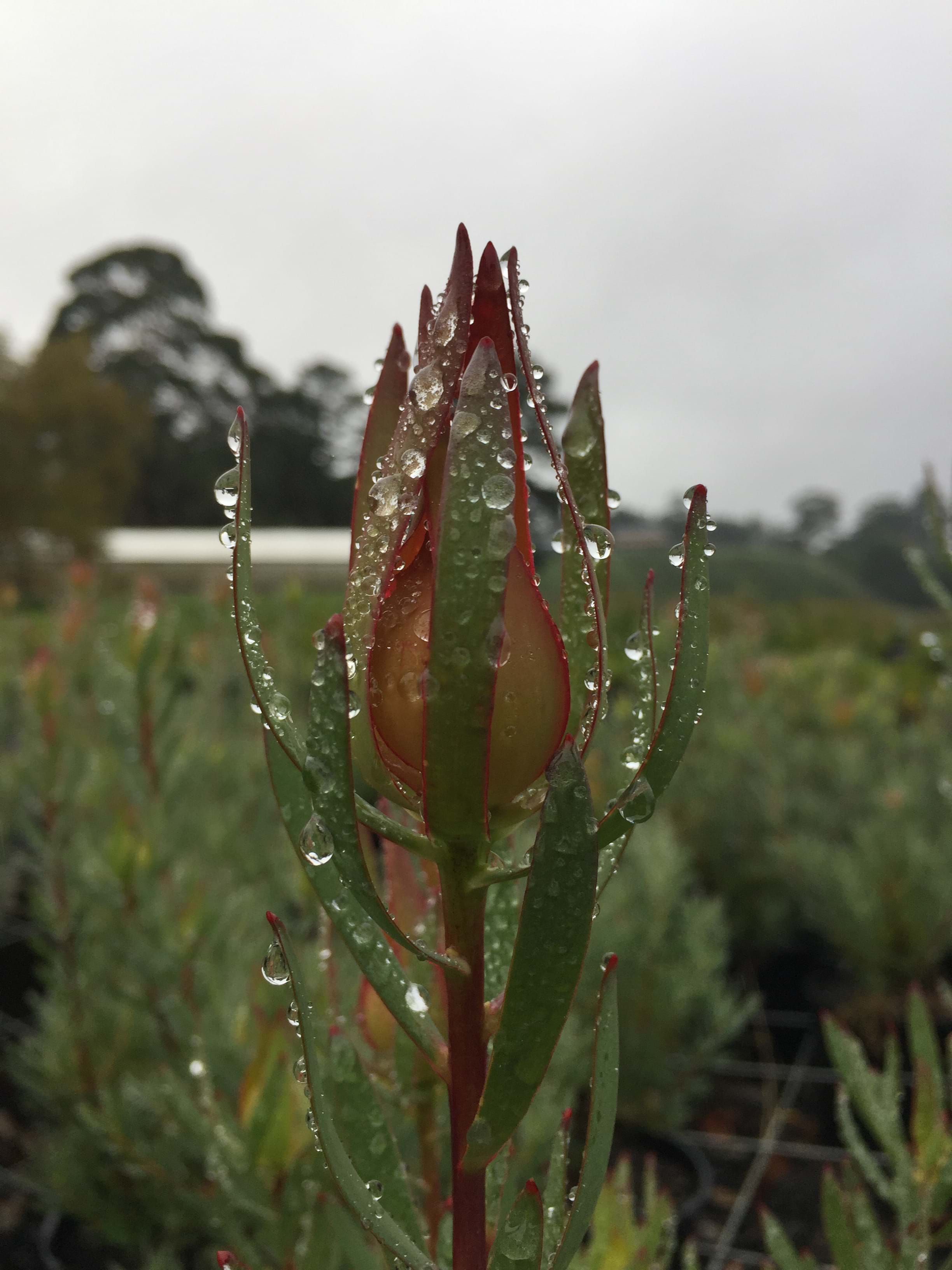 Leucadendron | Ausflora Pacific | Leucadendron Oriental Blush