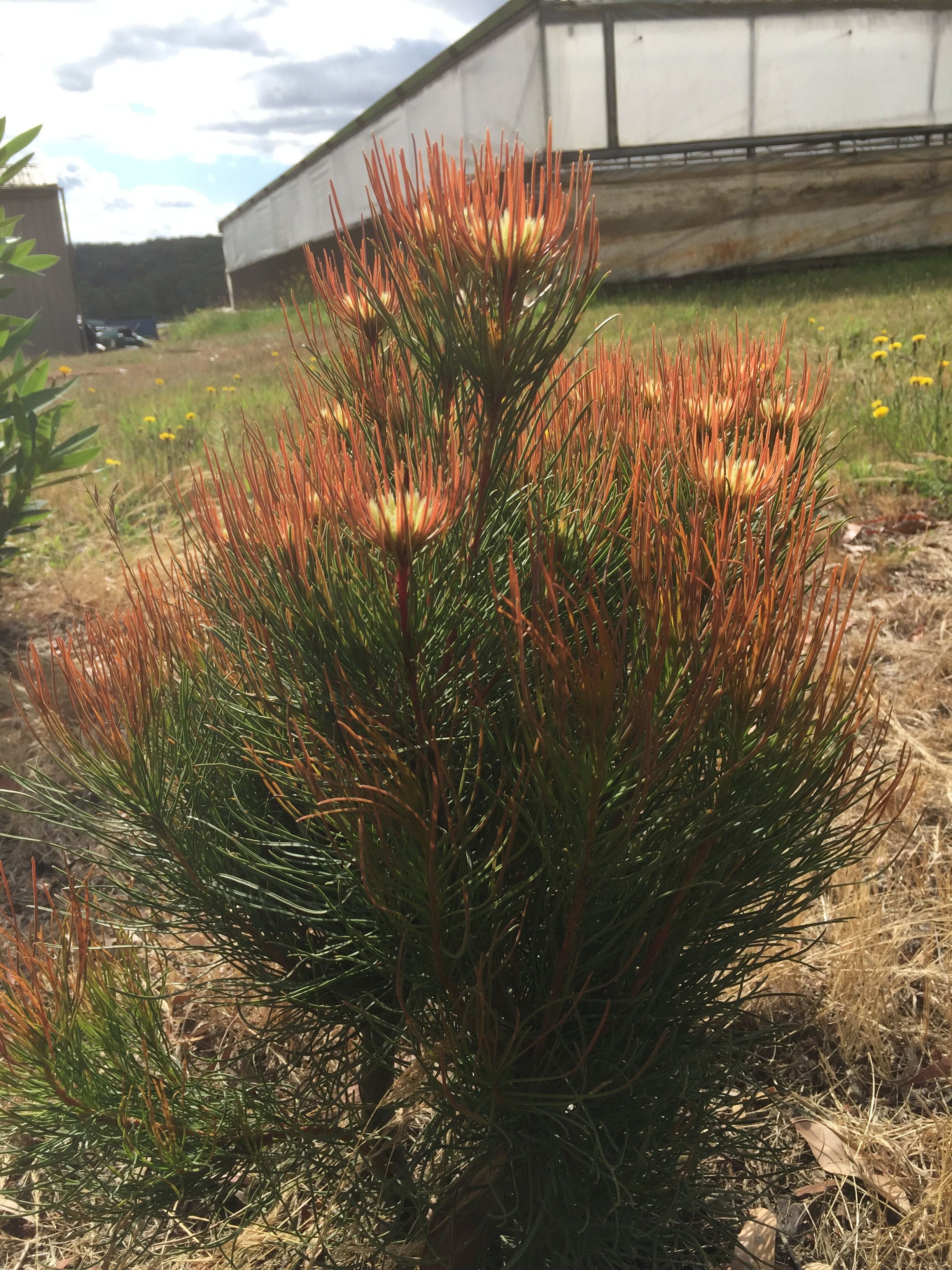 Plants | Ausflora Pacific | Aulax Bronze Haze