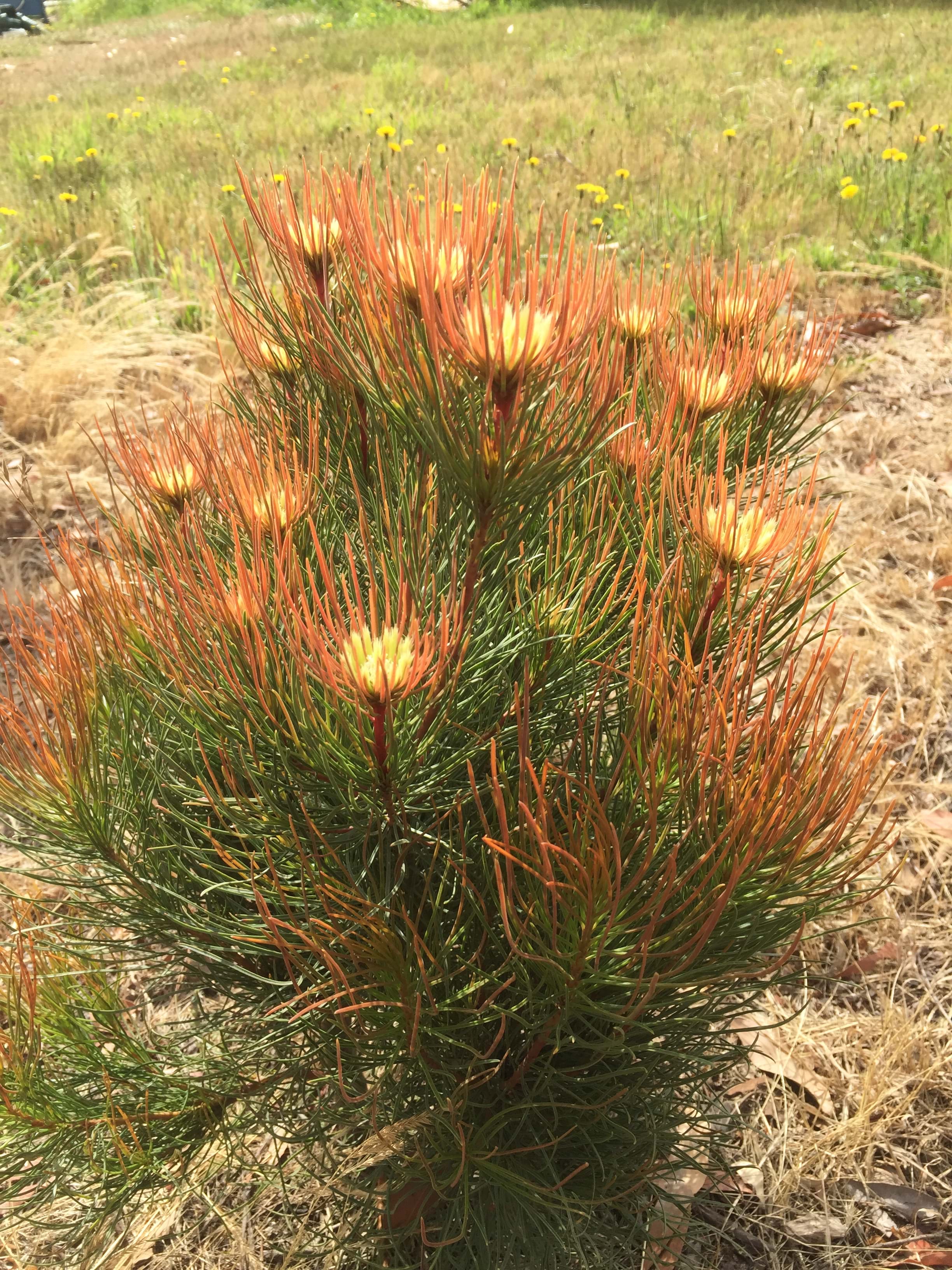 Plants | Ausflora Pacific | Aulax Bronze Haze
