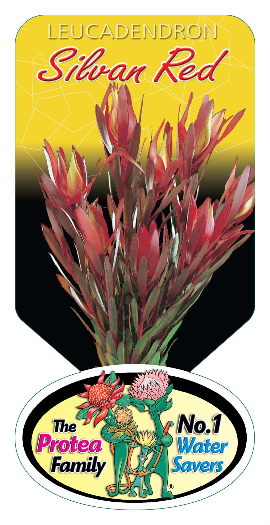 Leucadendron | Ausflora Pacific | Leucadendron Silvan Red