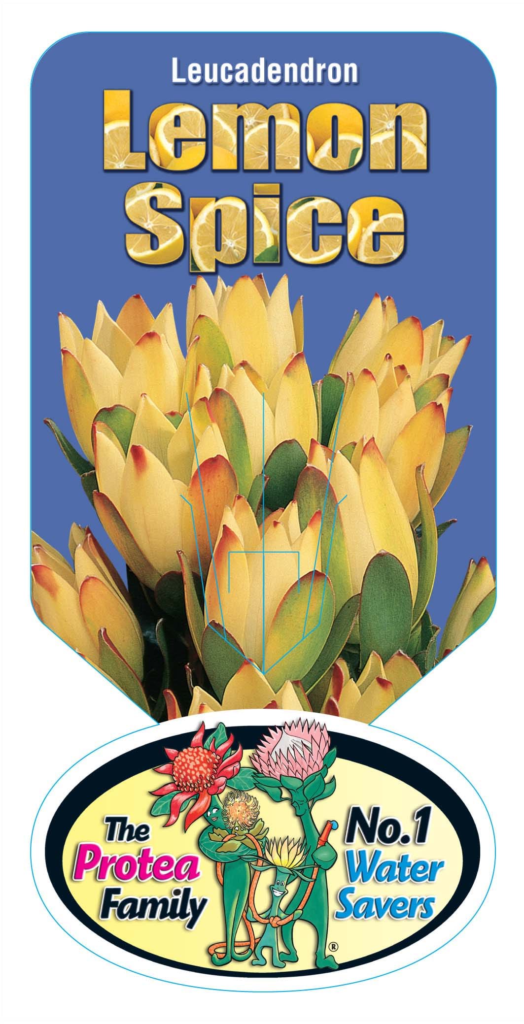 Leucadendron | Ausflora Pacific | Leucadendron Lemon Spice