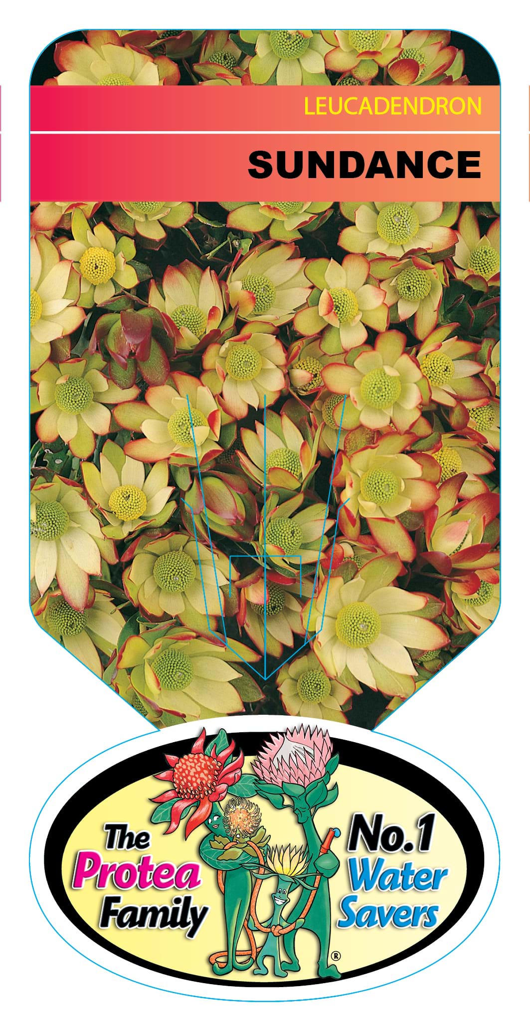 Leucadendron | Ausflora Pacific | Leucadendron Plants