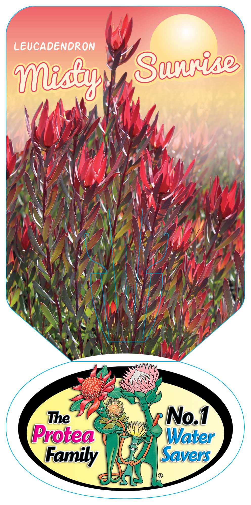 Leucadendron | Ausflora Pacific | Leucadendron Plants