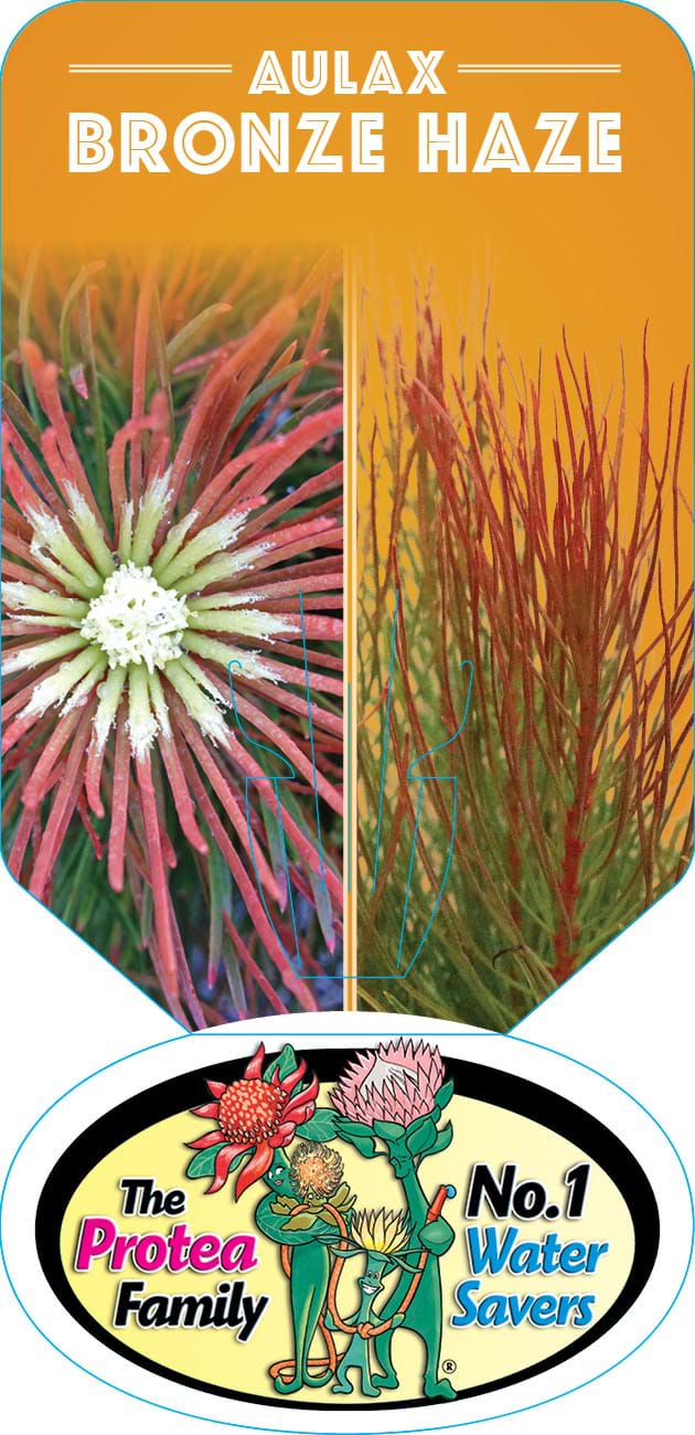 Plants | Ausflora Pacific | Aulax Bronze Haze