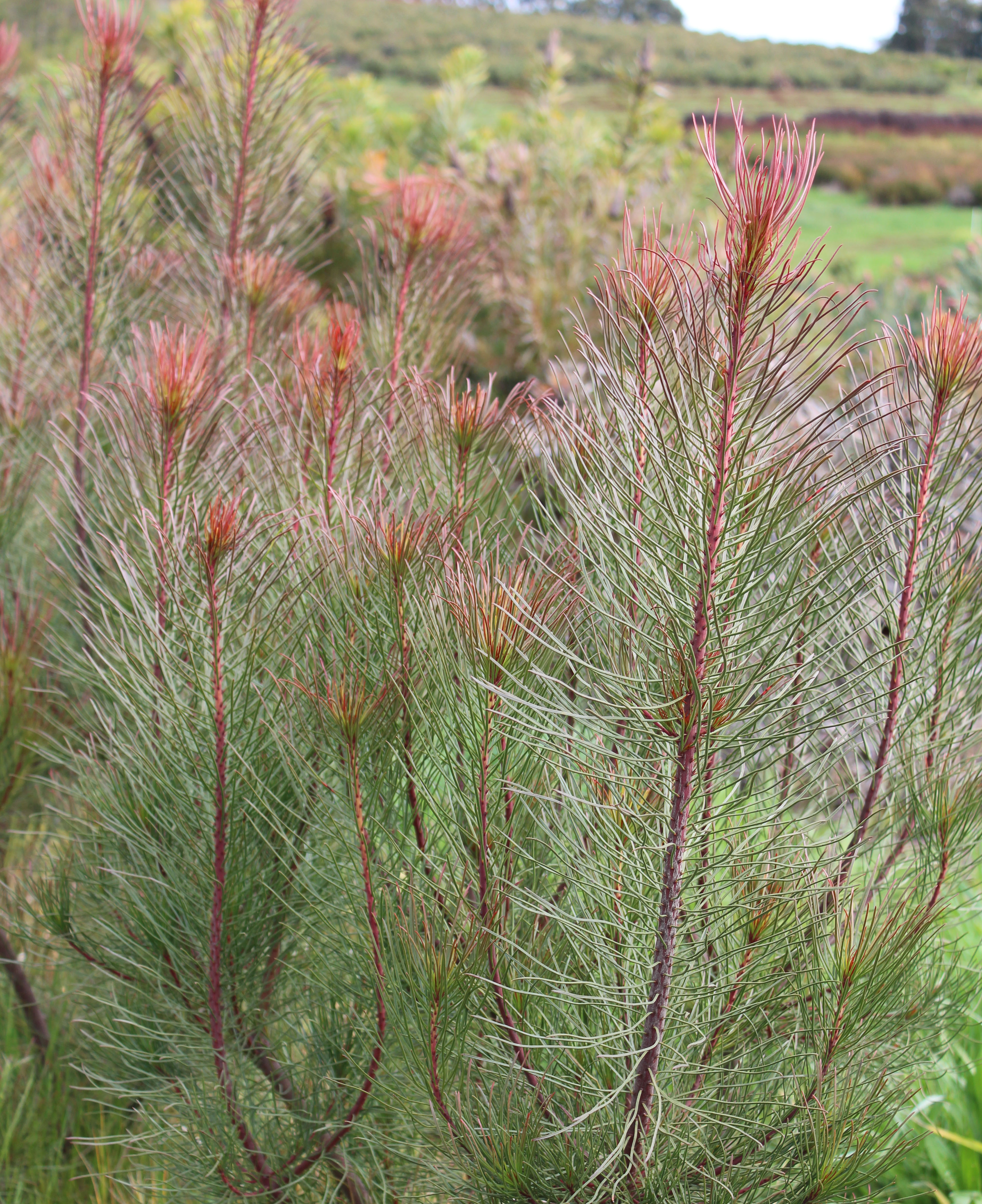 Plants | Ausflora Pacific | Aulax Bronze Haze