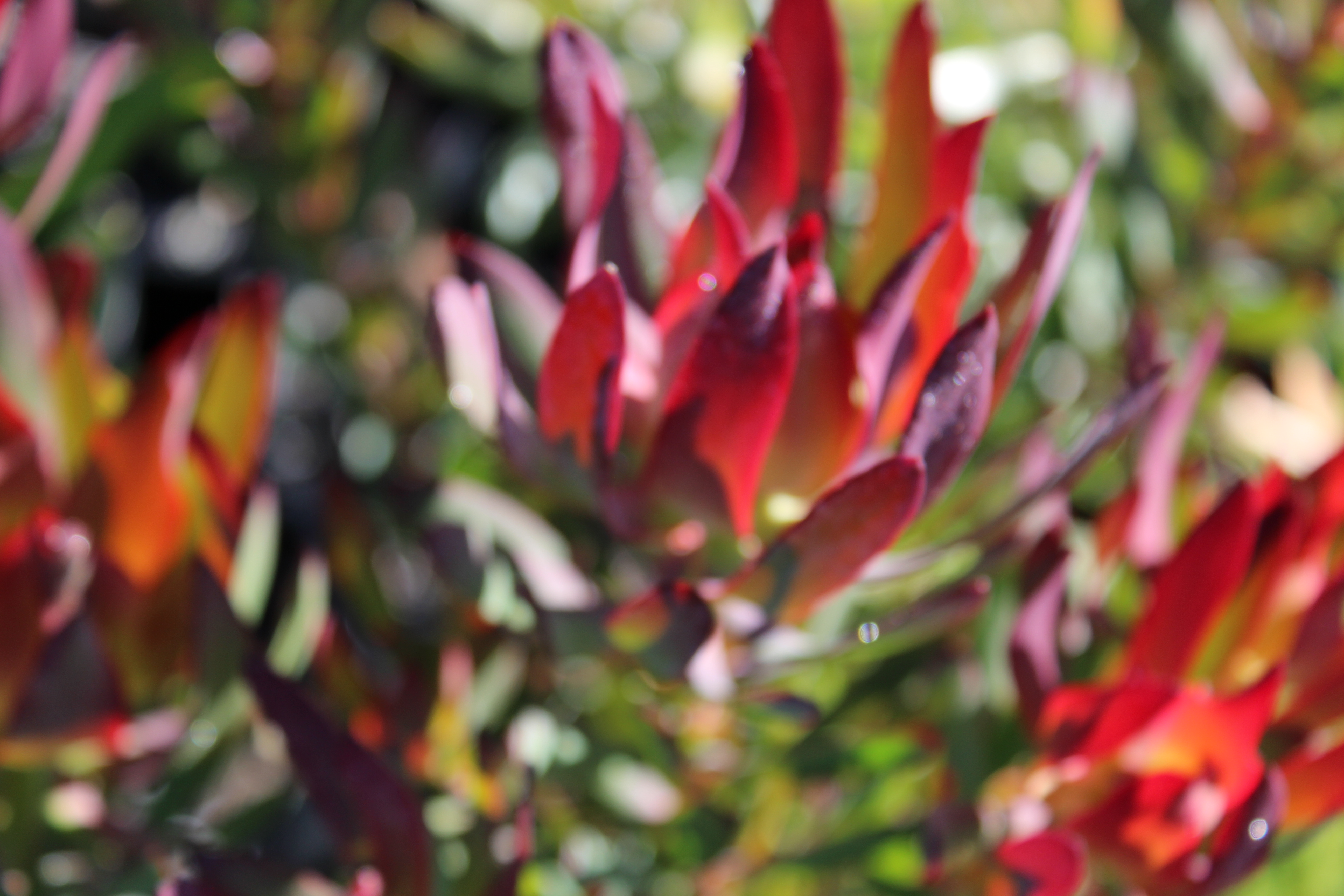 Leucadendron | Ausflora Pacific | Leucadendron Devils Blush
