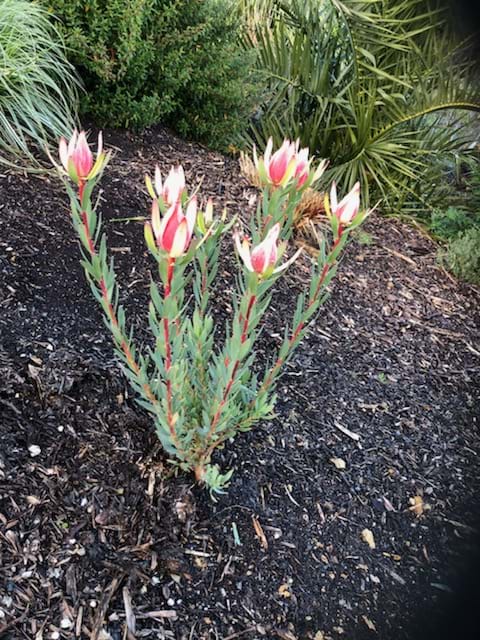 Leucadendron | Ausflora Pacific | Leucadendron Sarah
