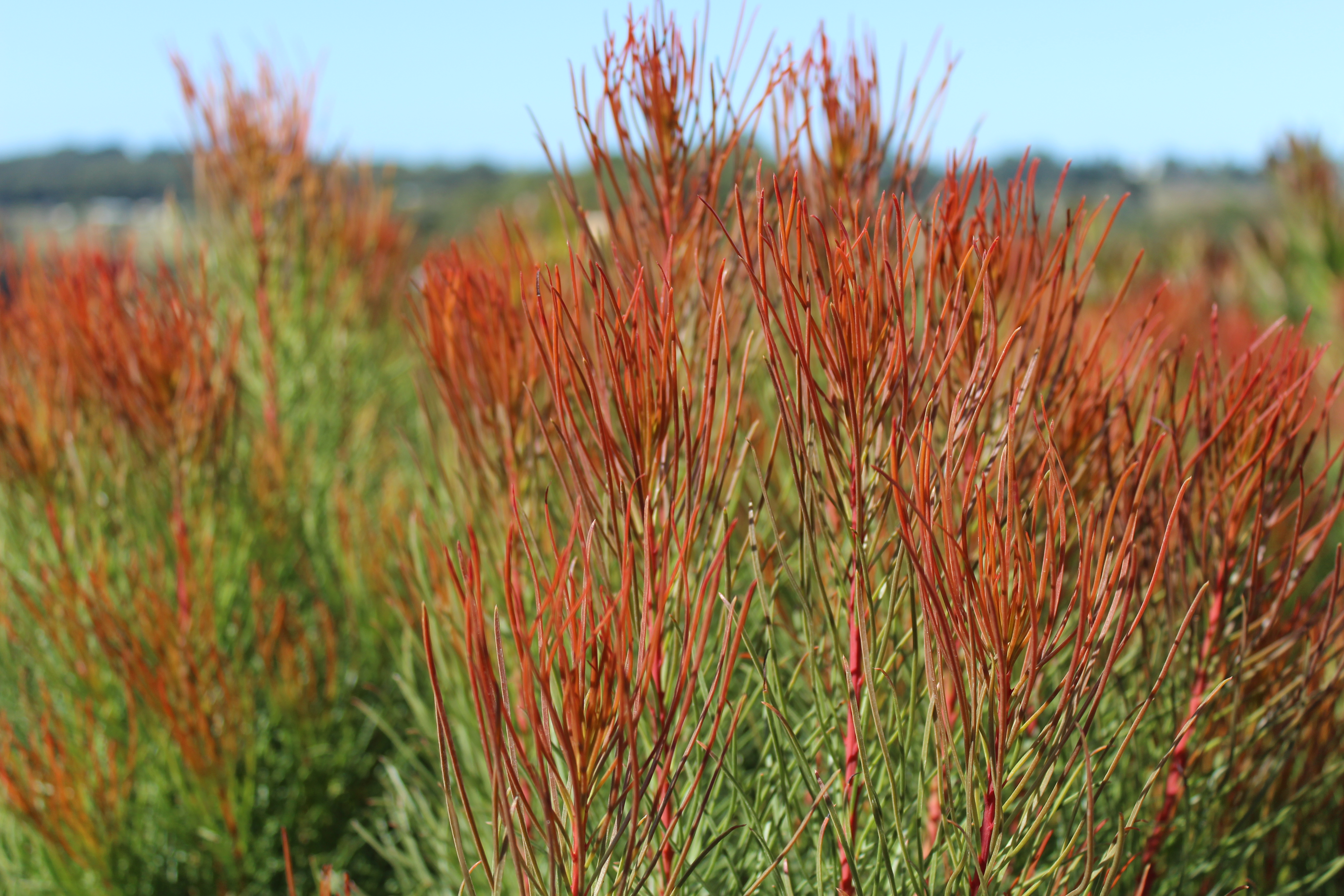Plants | Ausflora Pacific | Aulax Bronze Haze
