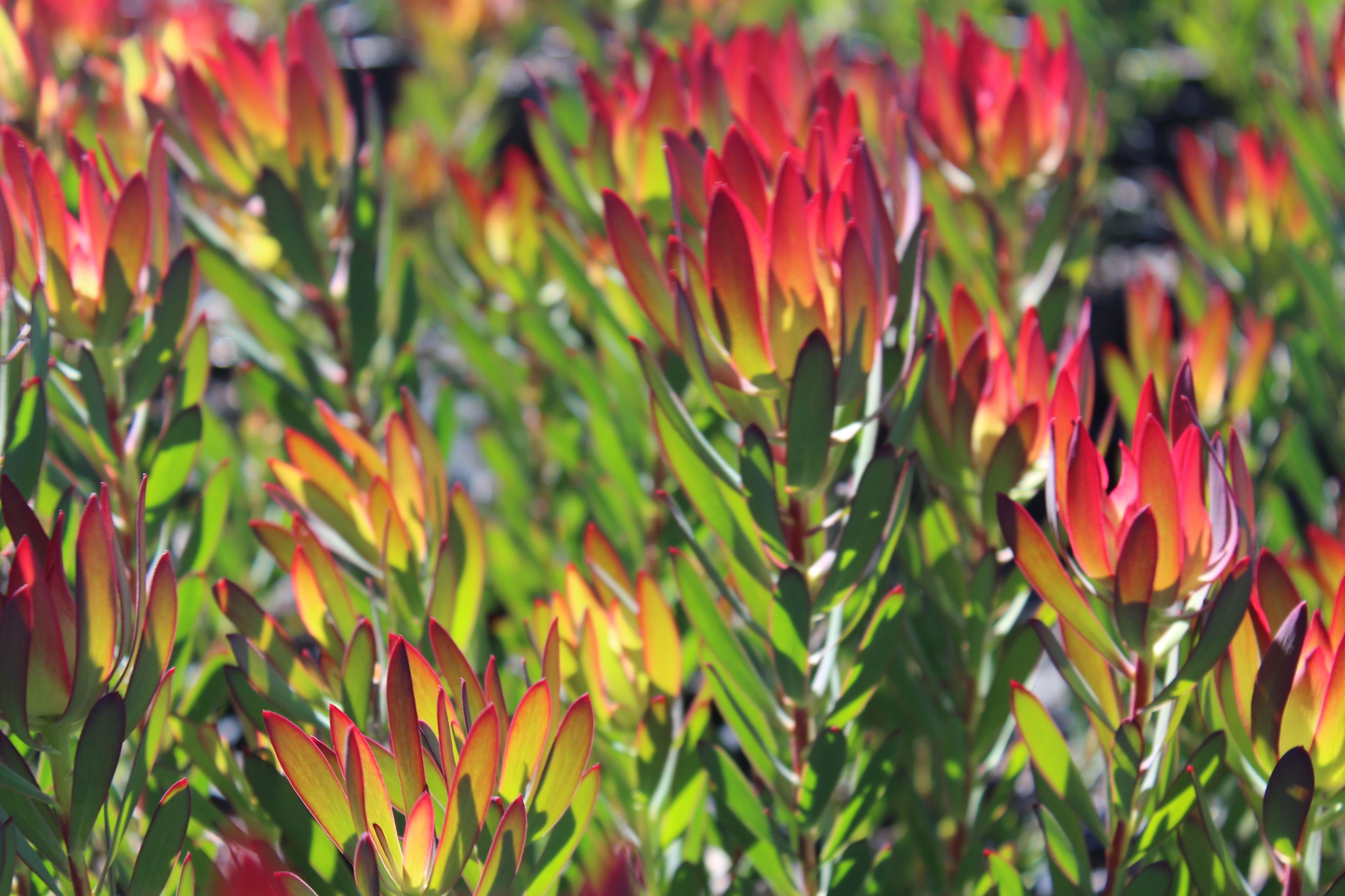 Leucadendron | Ausflora Pacific | Leucadendron Devils Blush