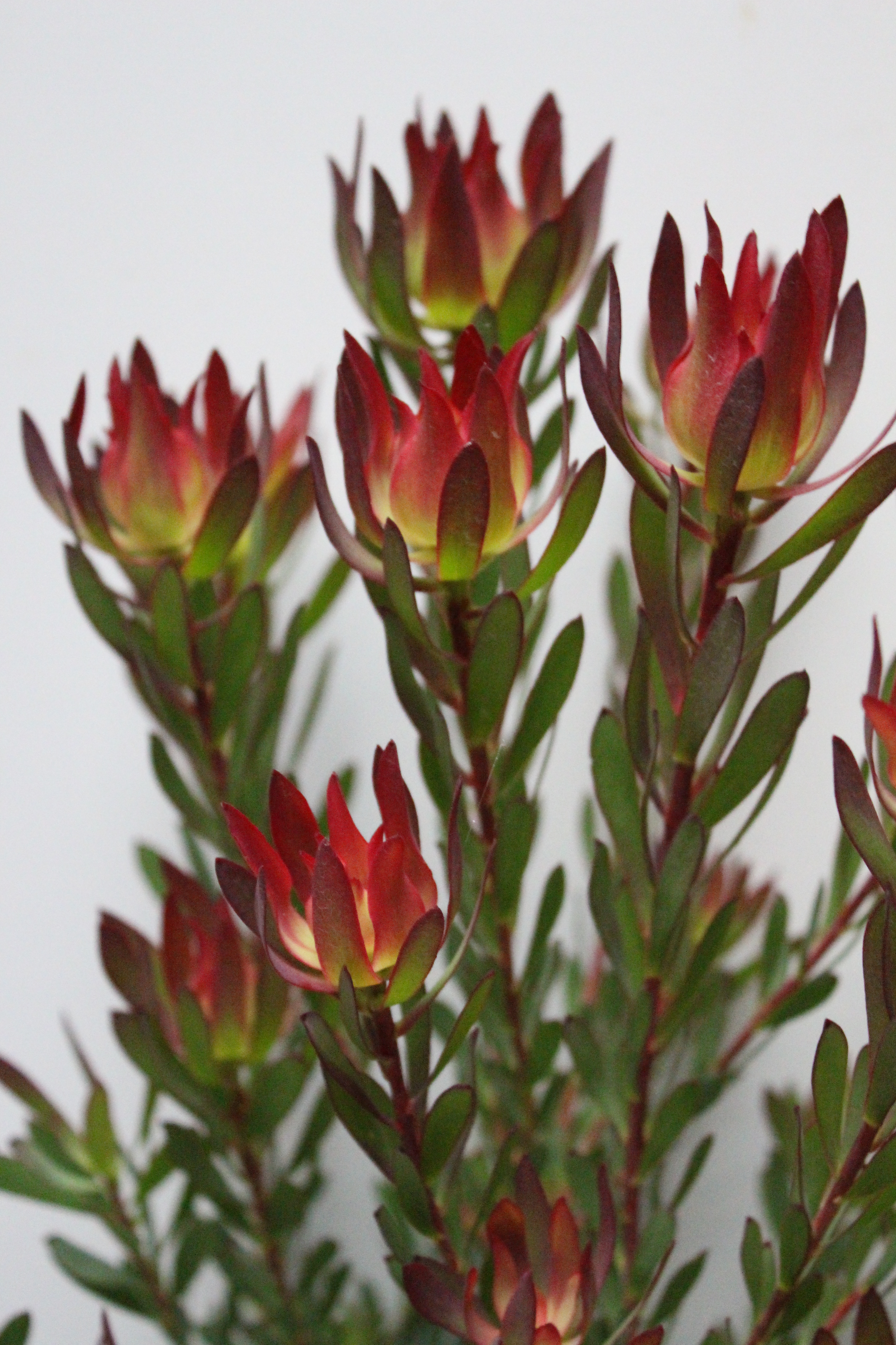 Leucadendron | Ausflora Pacific | Leucadendron Devils Blush