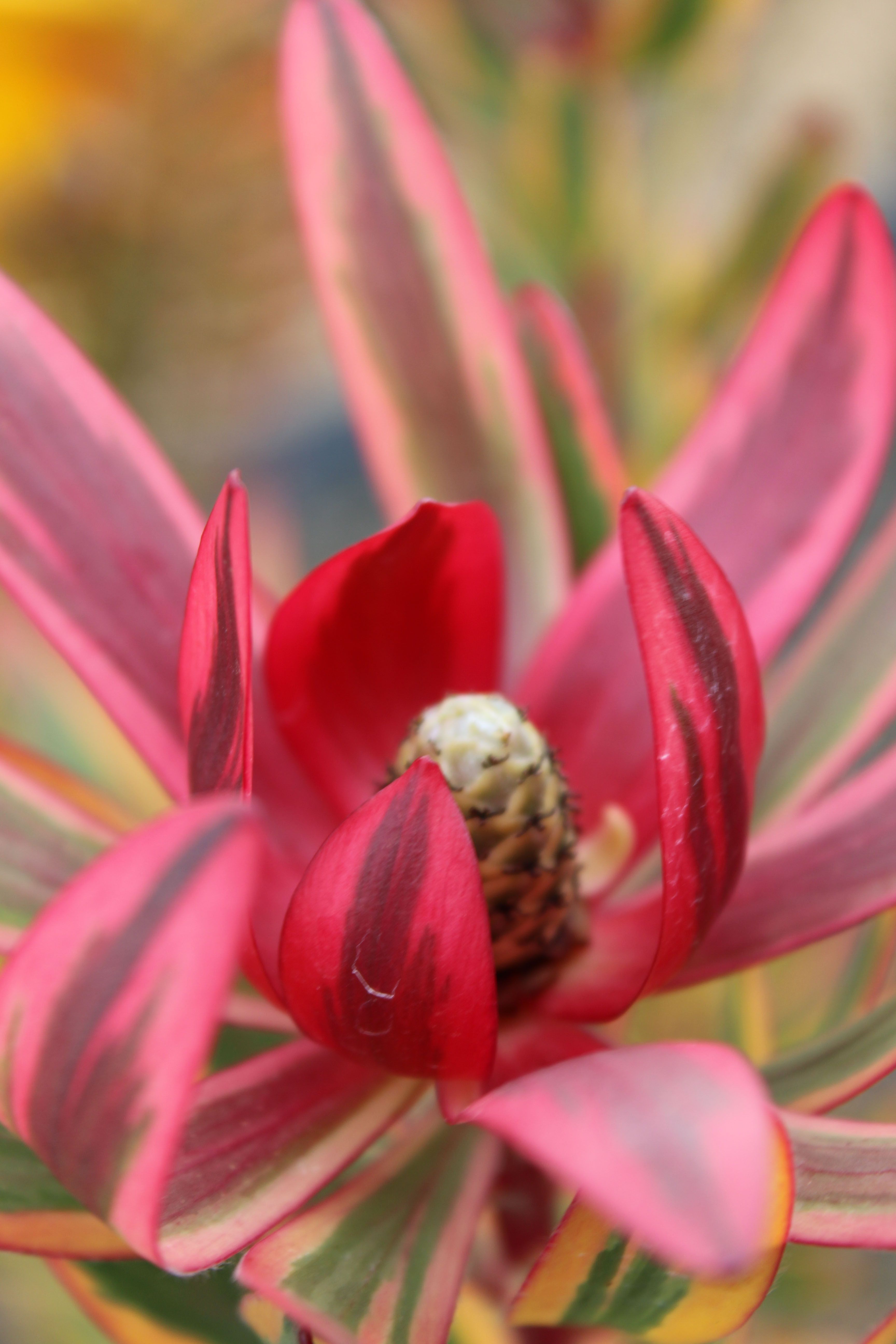 Leucadendron | Ausflora Pacific | Leucadendron Jester