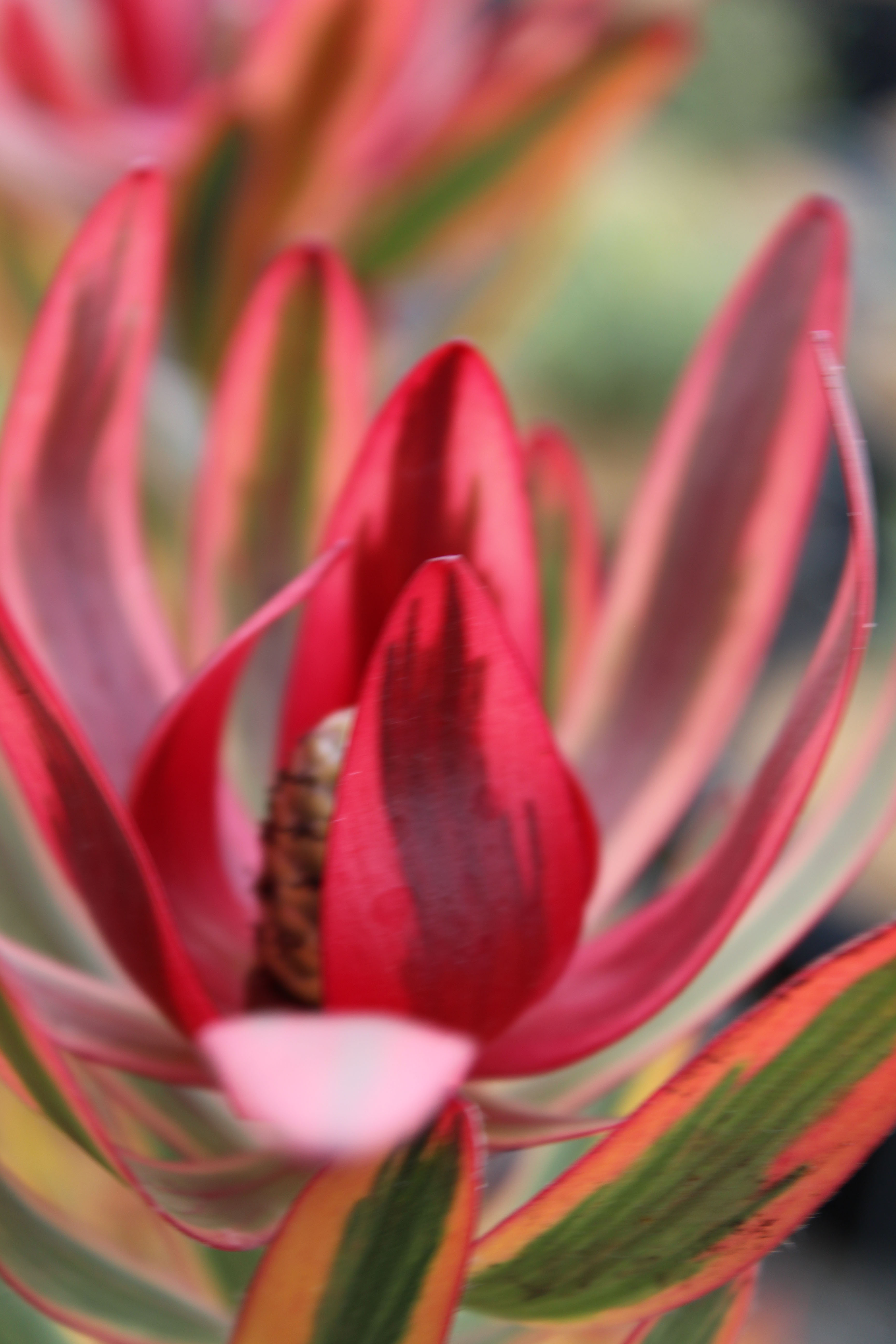 Leucadendron | Ausflora Pacific | Leucadendron Jester