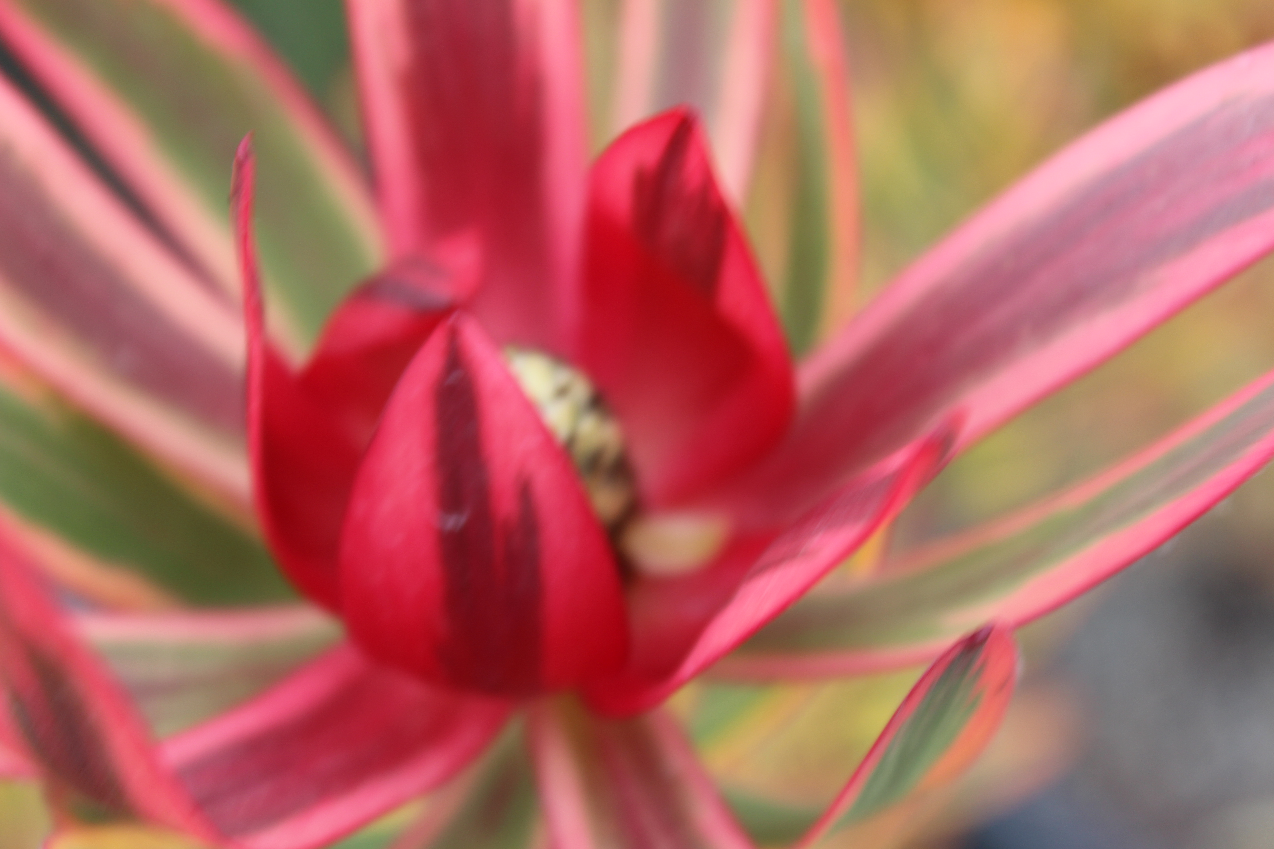 Leucadendron | Ausflora Pacific | Leucadendron Jester