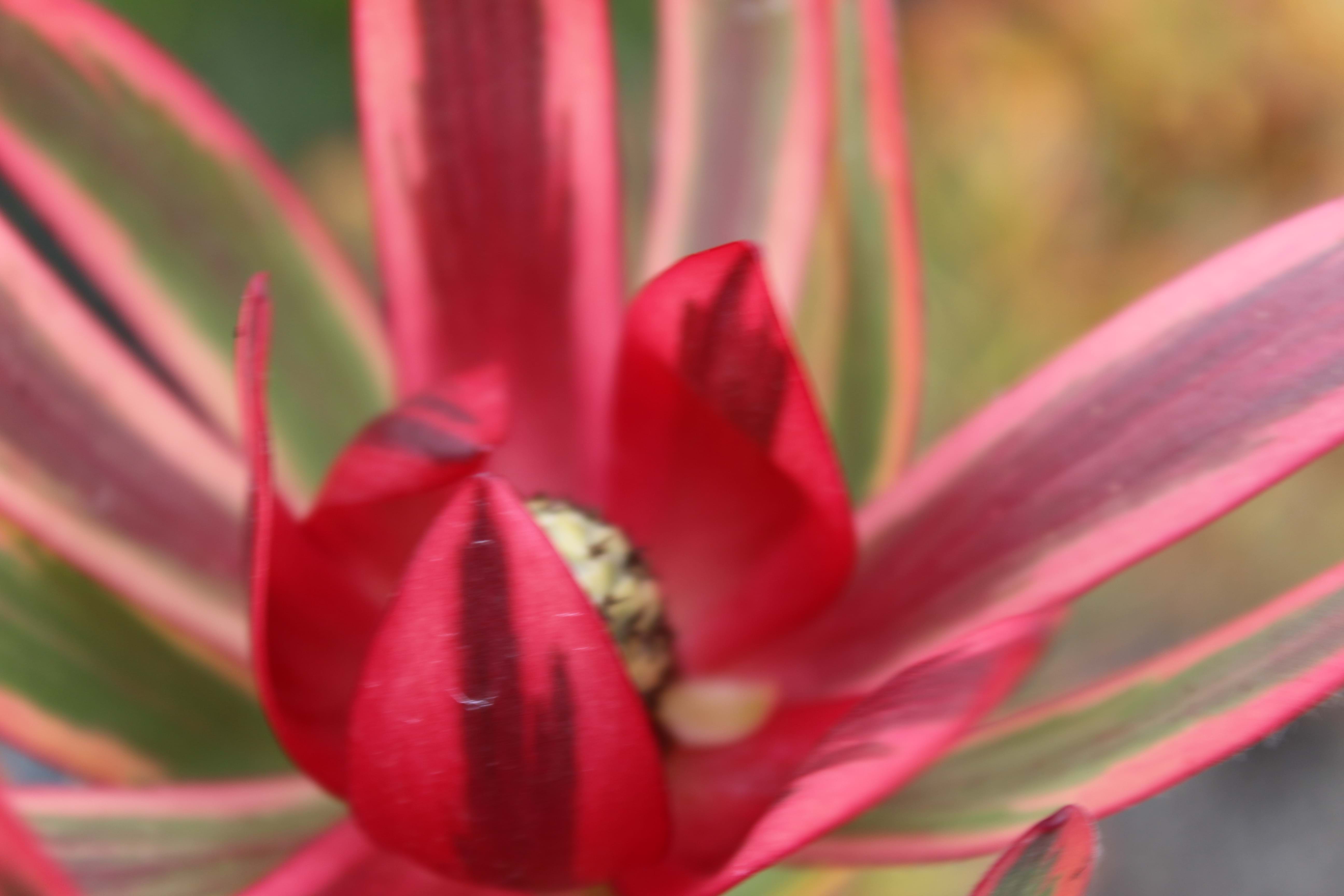 Leucadendron | Ausflora Pacific | Leucadendron Jester
