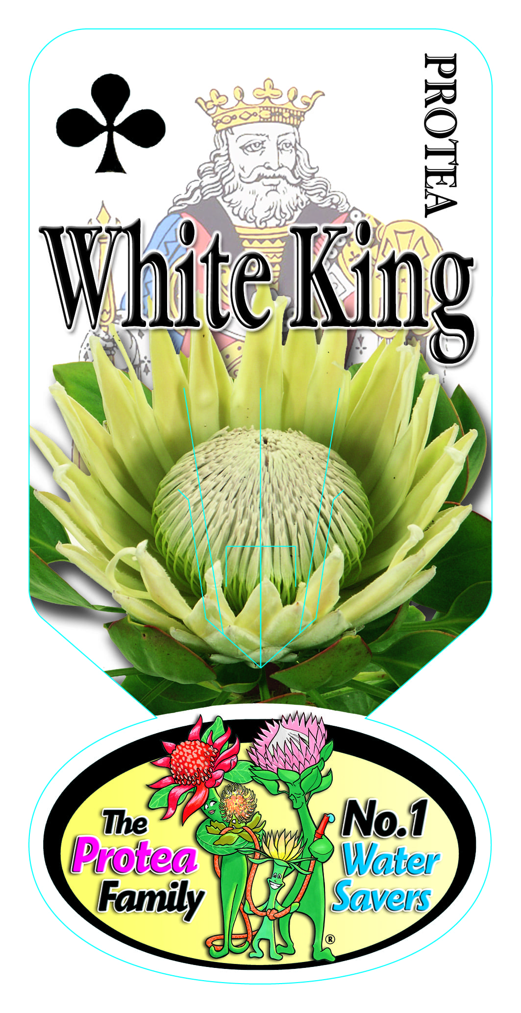 Protea Plants | Proteaceae | Protea