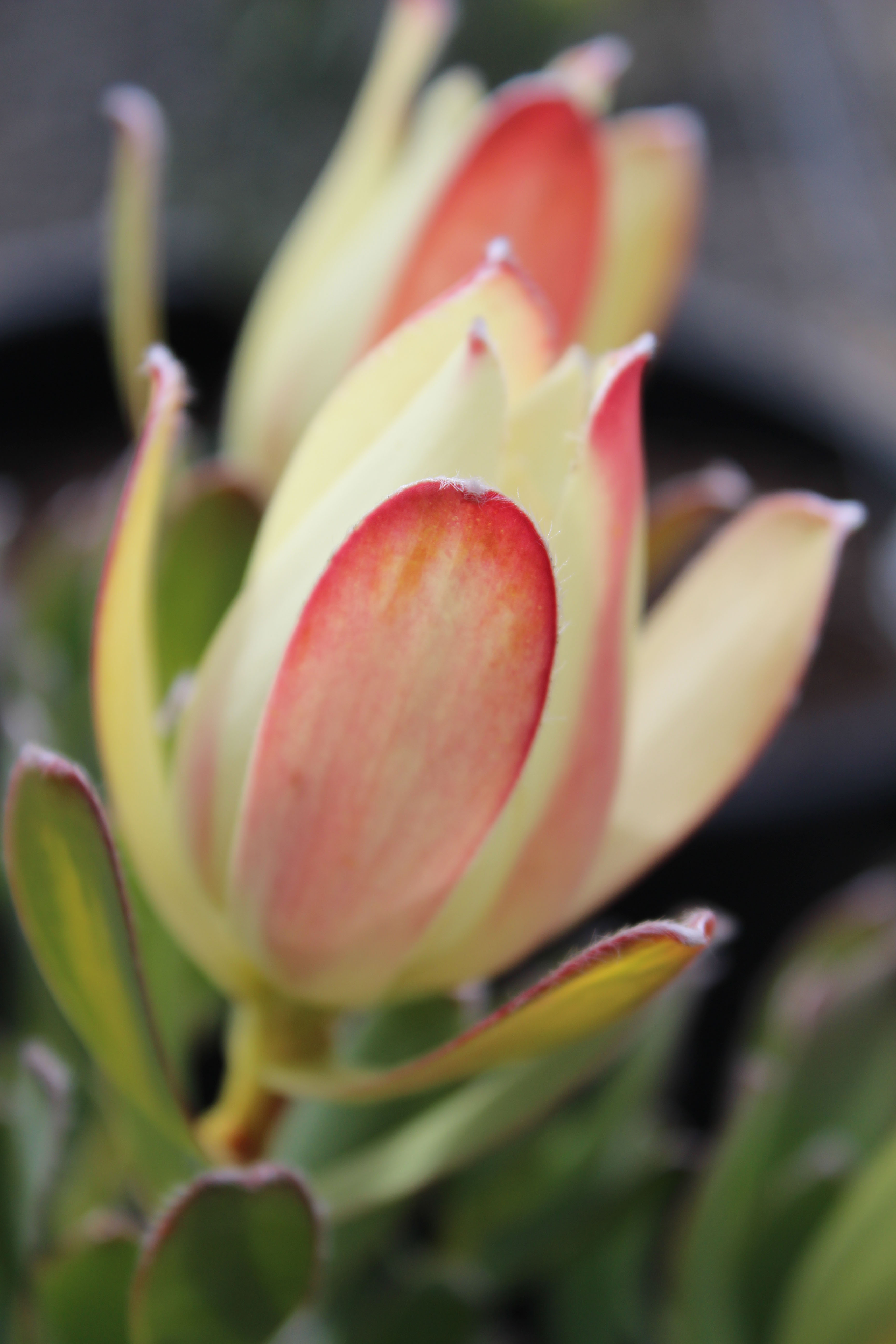Leucadendron | Ausflora Pacific | Leucadendron Lemon Spice